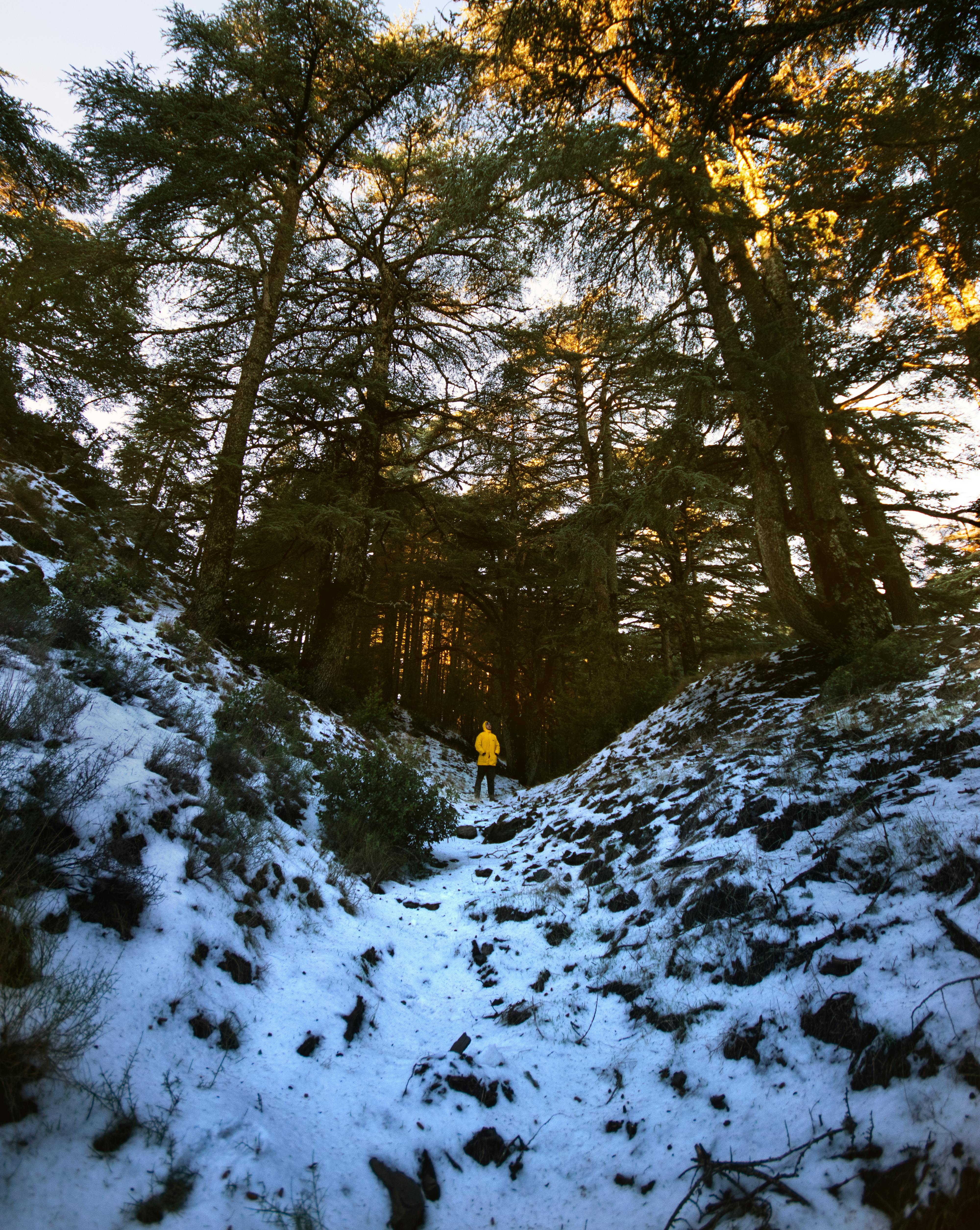 Person Standing among Trees in Forest in Winter · Free Stock Photo