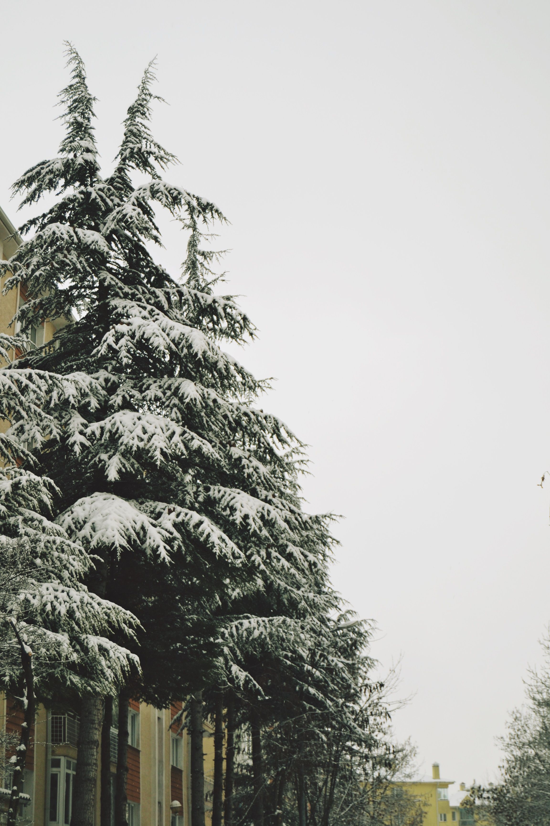 Overcast over Trees in Winter · Free Stock Photo