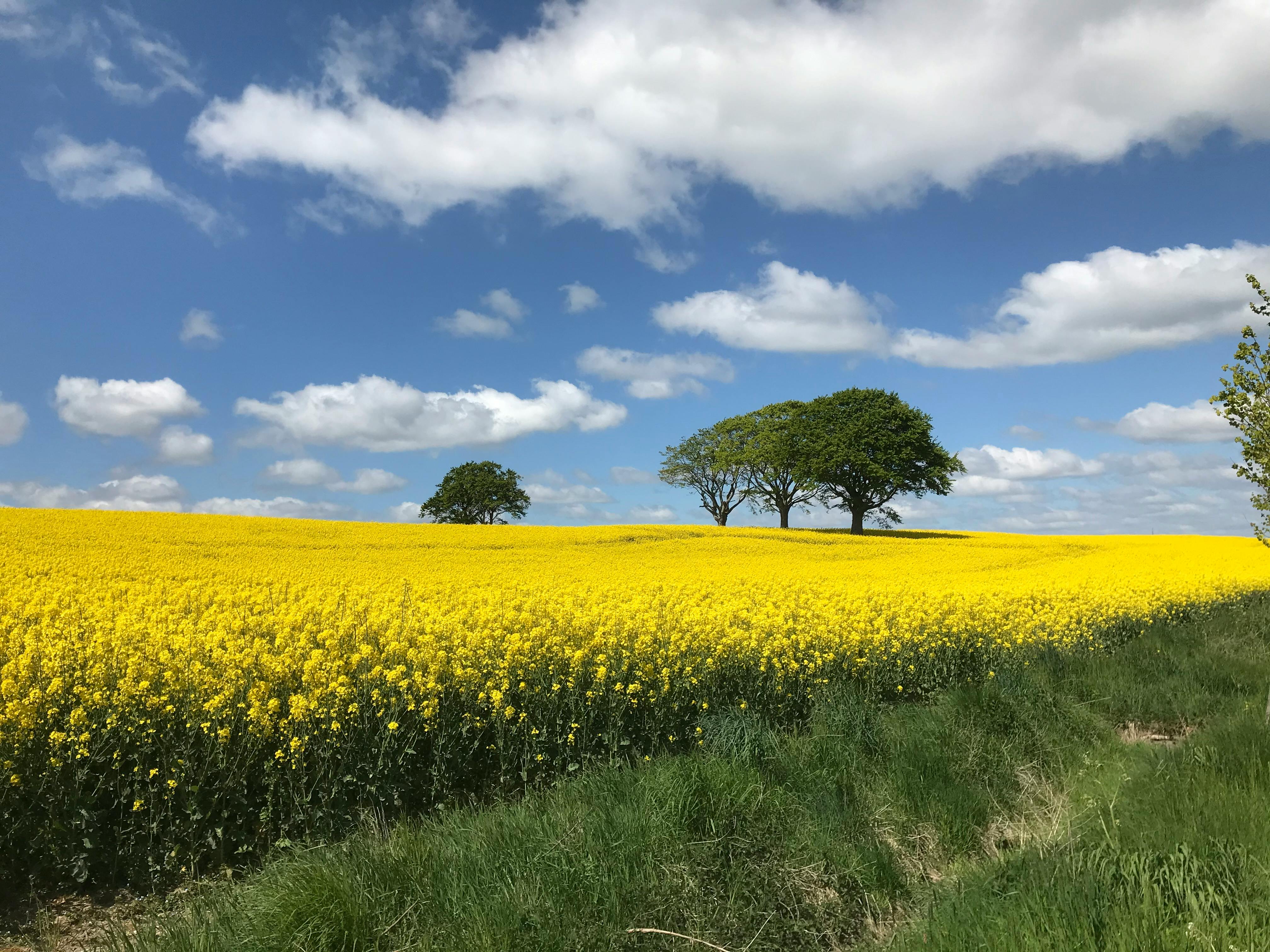Desktop Wallpaper Canola Fields Photos, Download The BEST Free Desktop ...