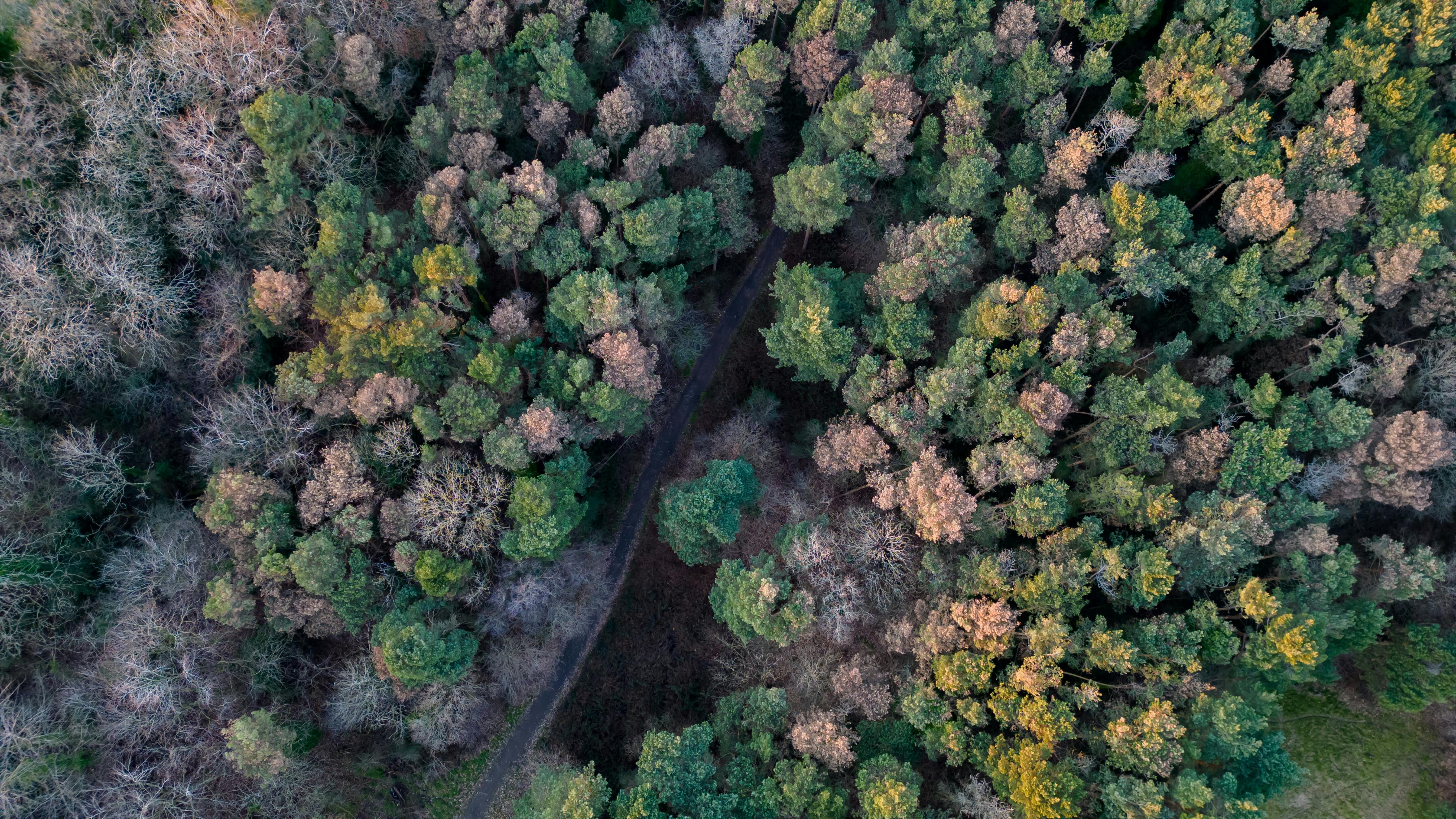 Birds Eye View of Forest · Free Stock Photo