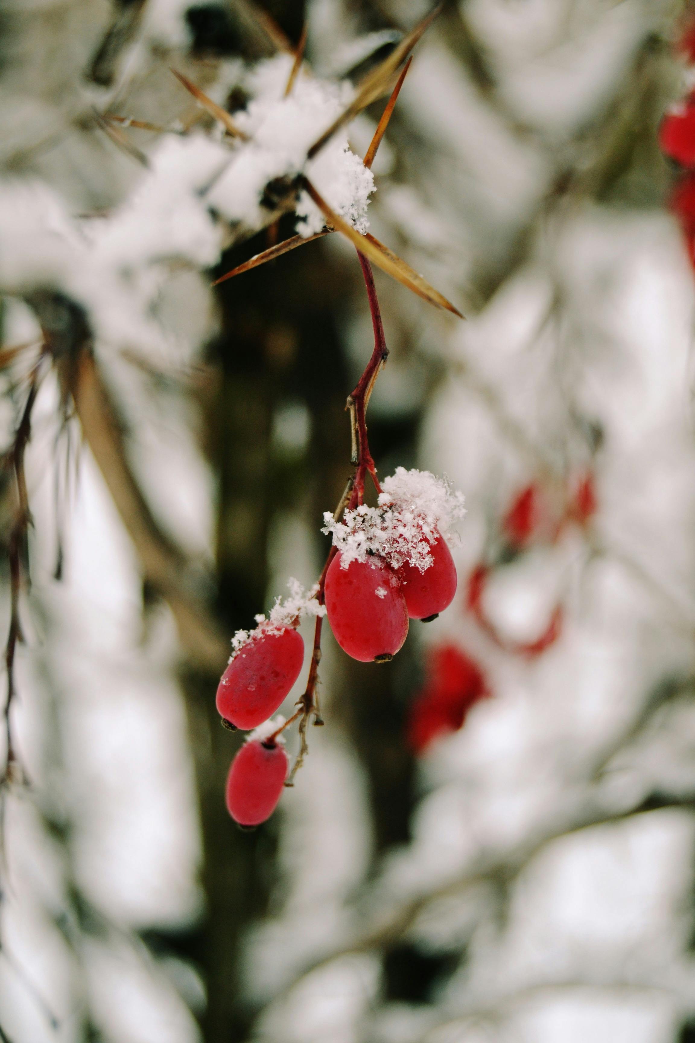 Close-Up View of Branches With Red Berries · Free Stock Photo