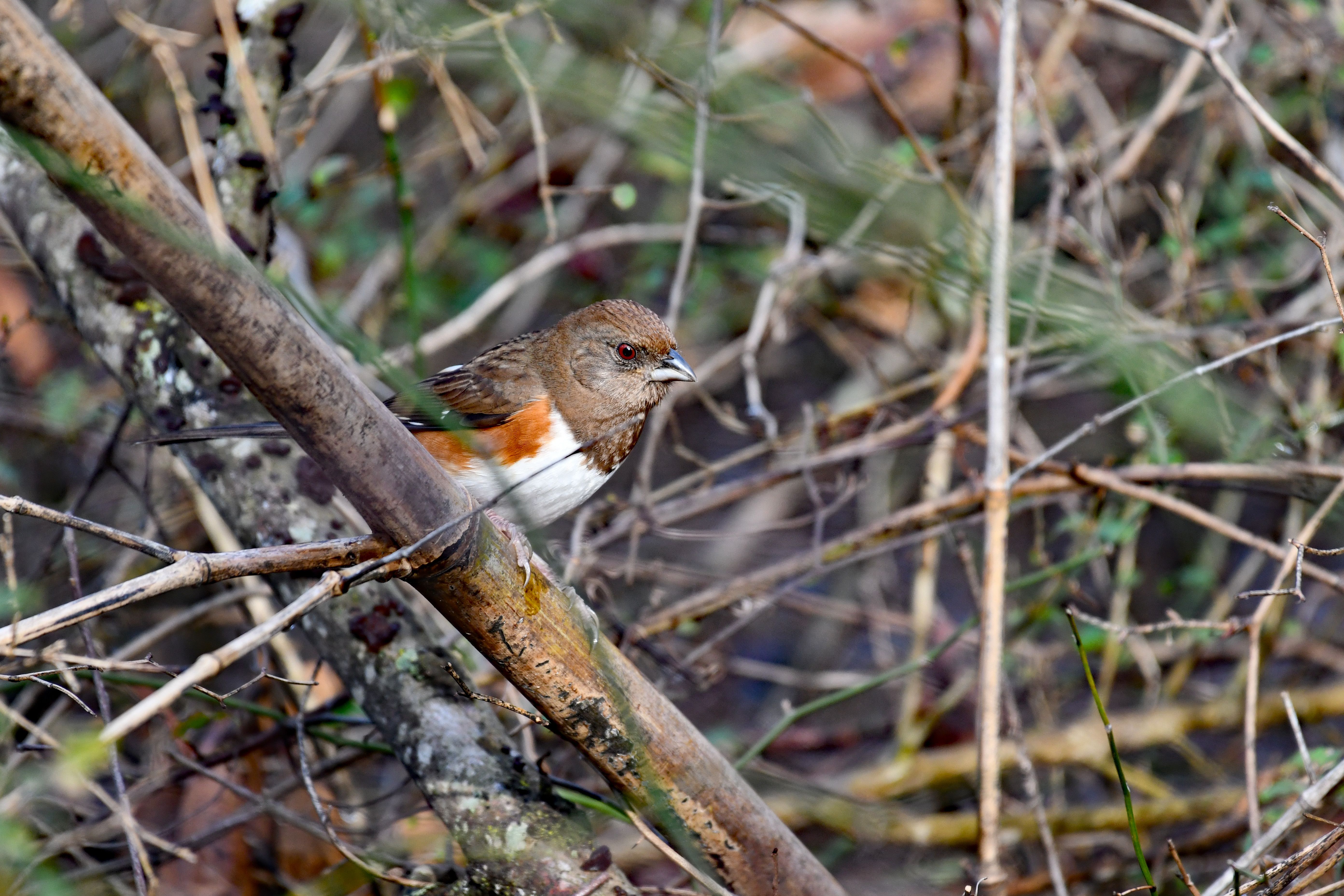 Close up of Bird on Branches on Ground · Free Stock Photo