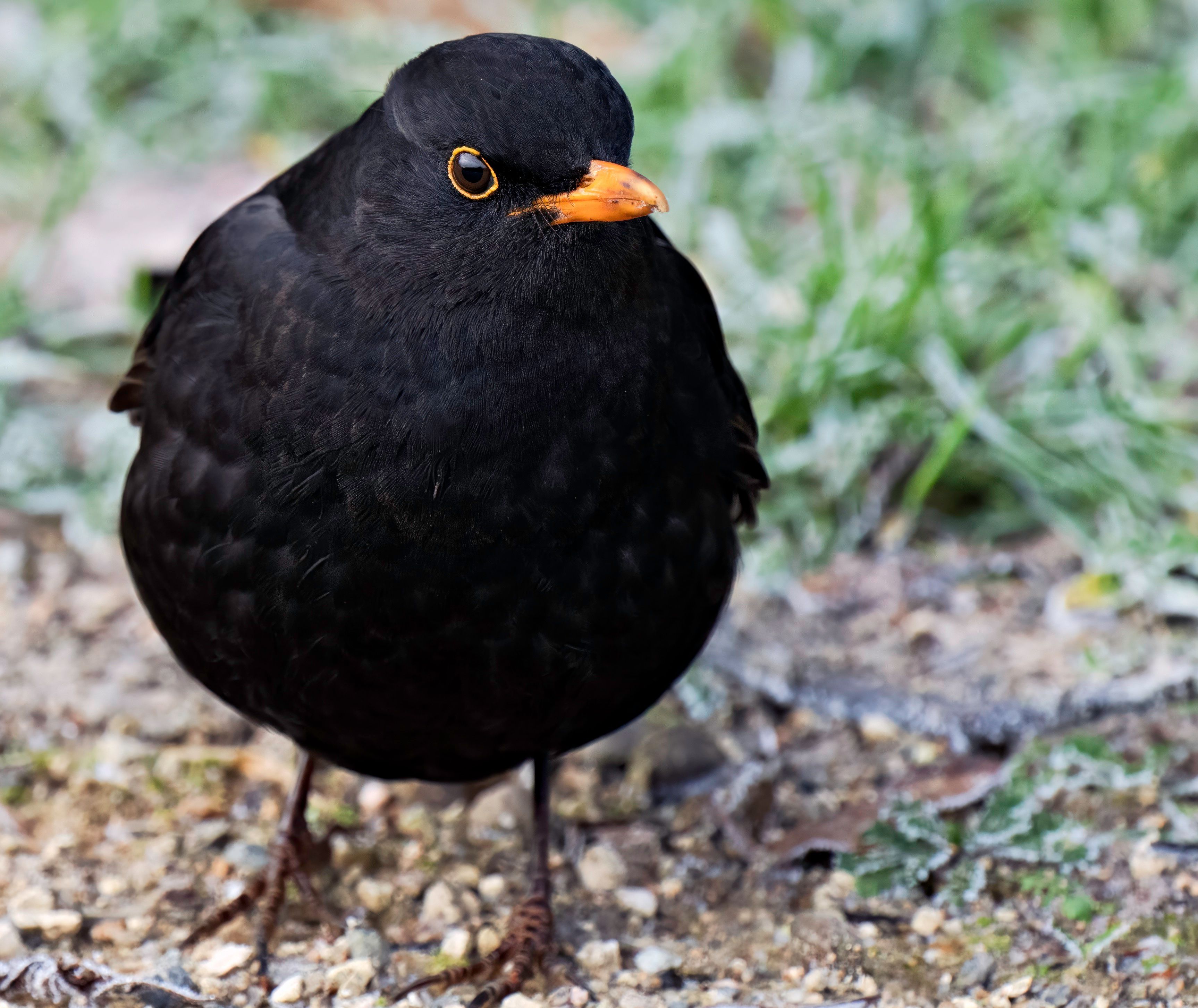 Bird Carrying Beetle · Free Stock Photo