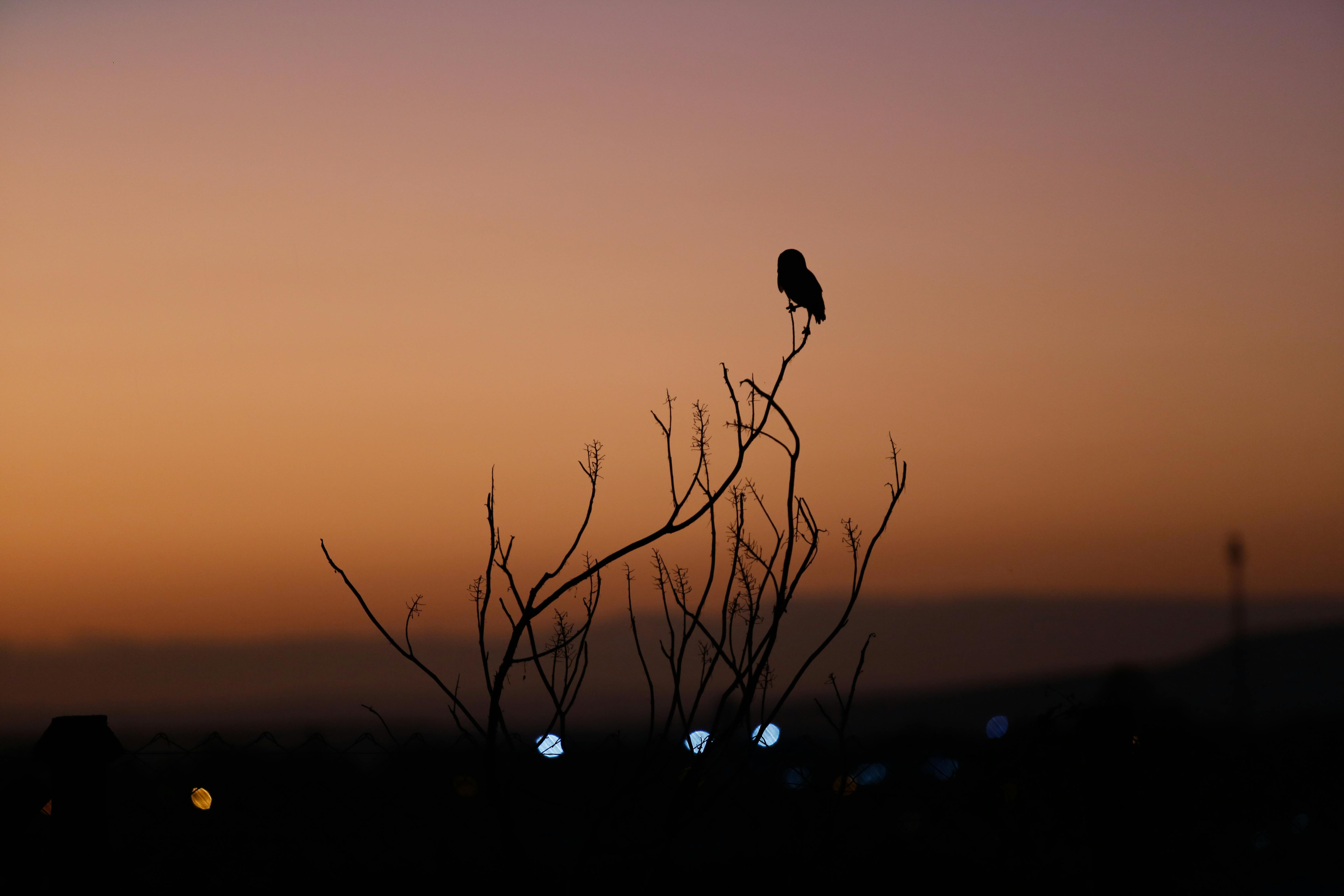 Branch Ladder Photos, Download The BEST Free Branch Ladder Stock Photos ...