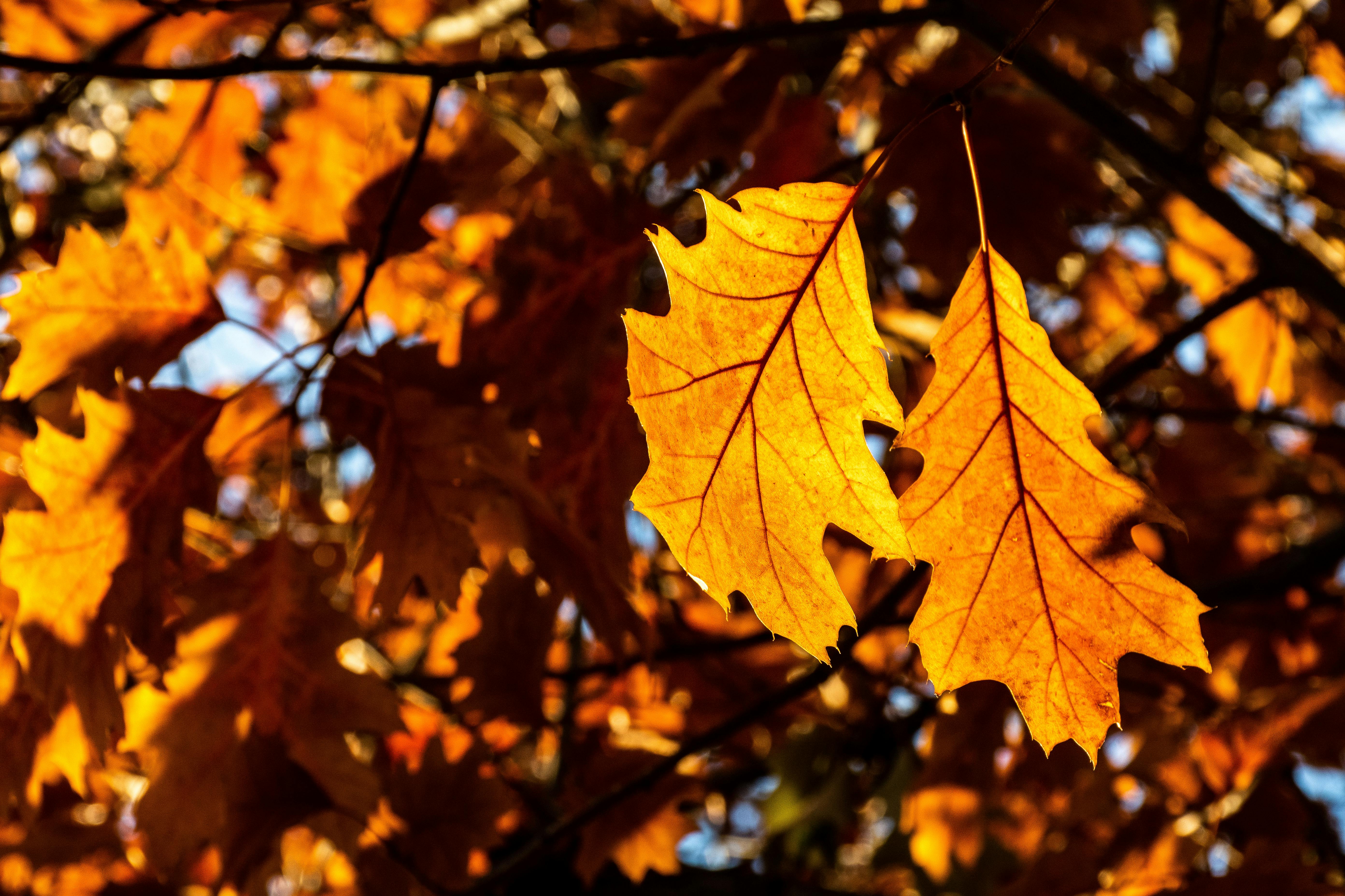 Brown Leafed Tree · Free Stock Photo