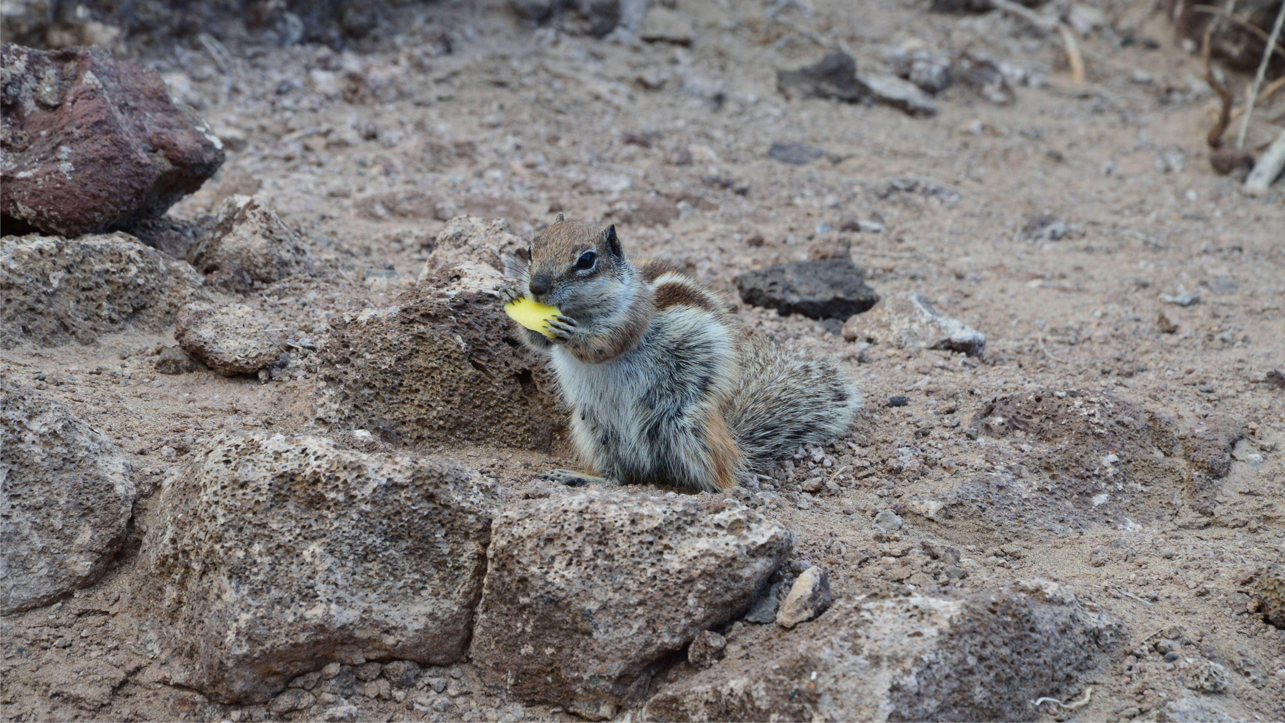 Squirrel Eating a Fruit · Free Stock Photo