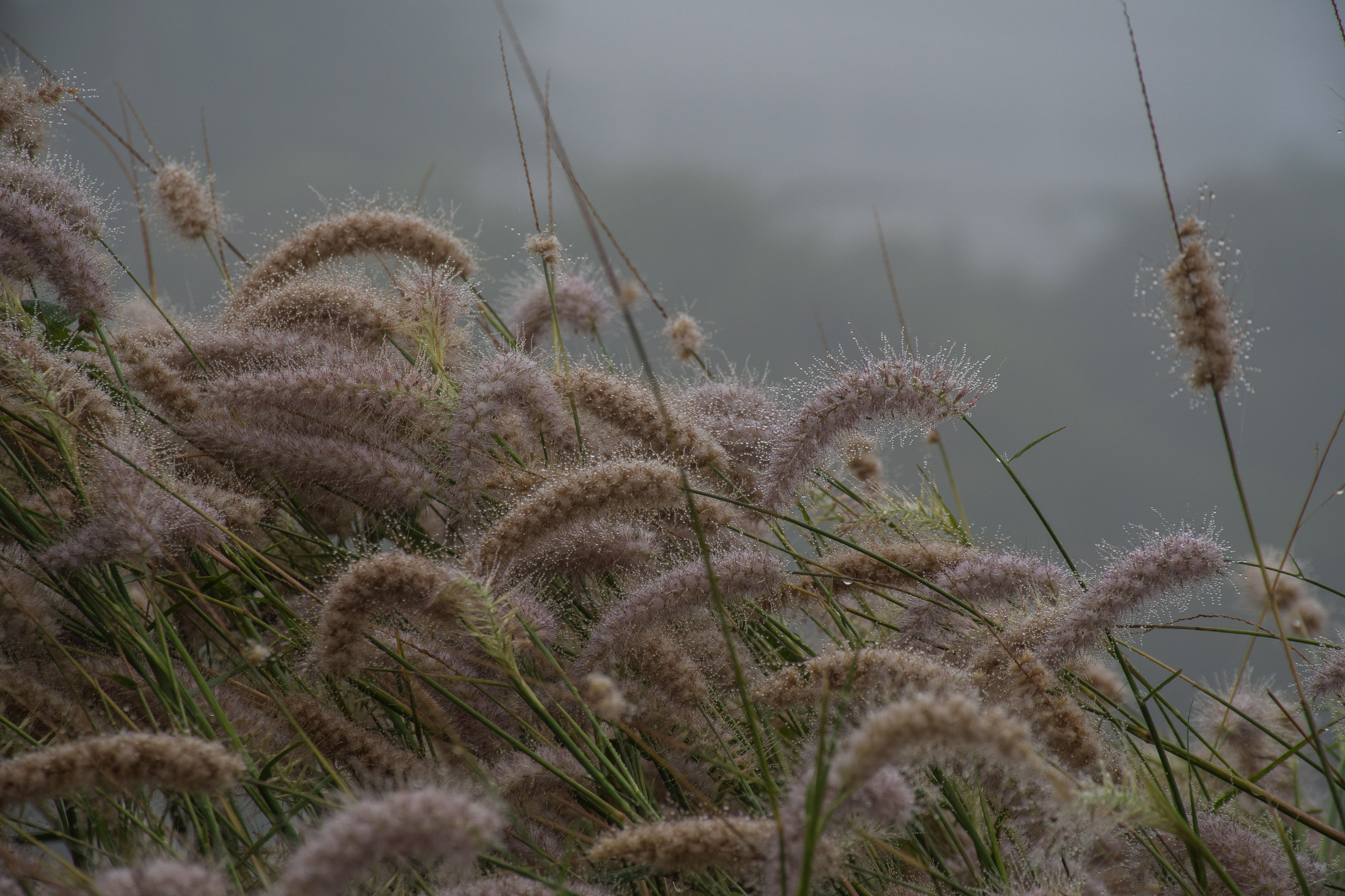 Close up of Rushes · Free Stock Photo