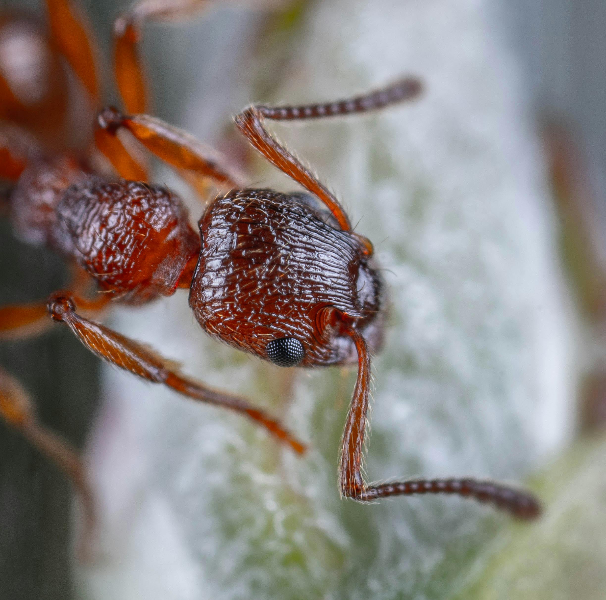 Black Carpenter Ant on Leaf in Close-up Photography · Free Stock Photo