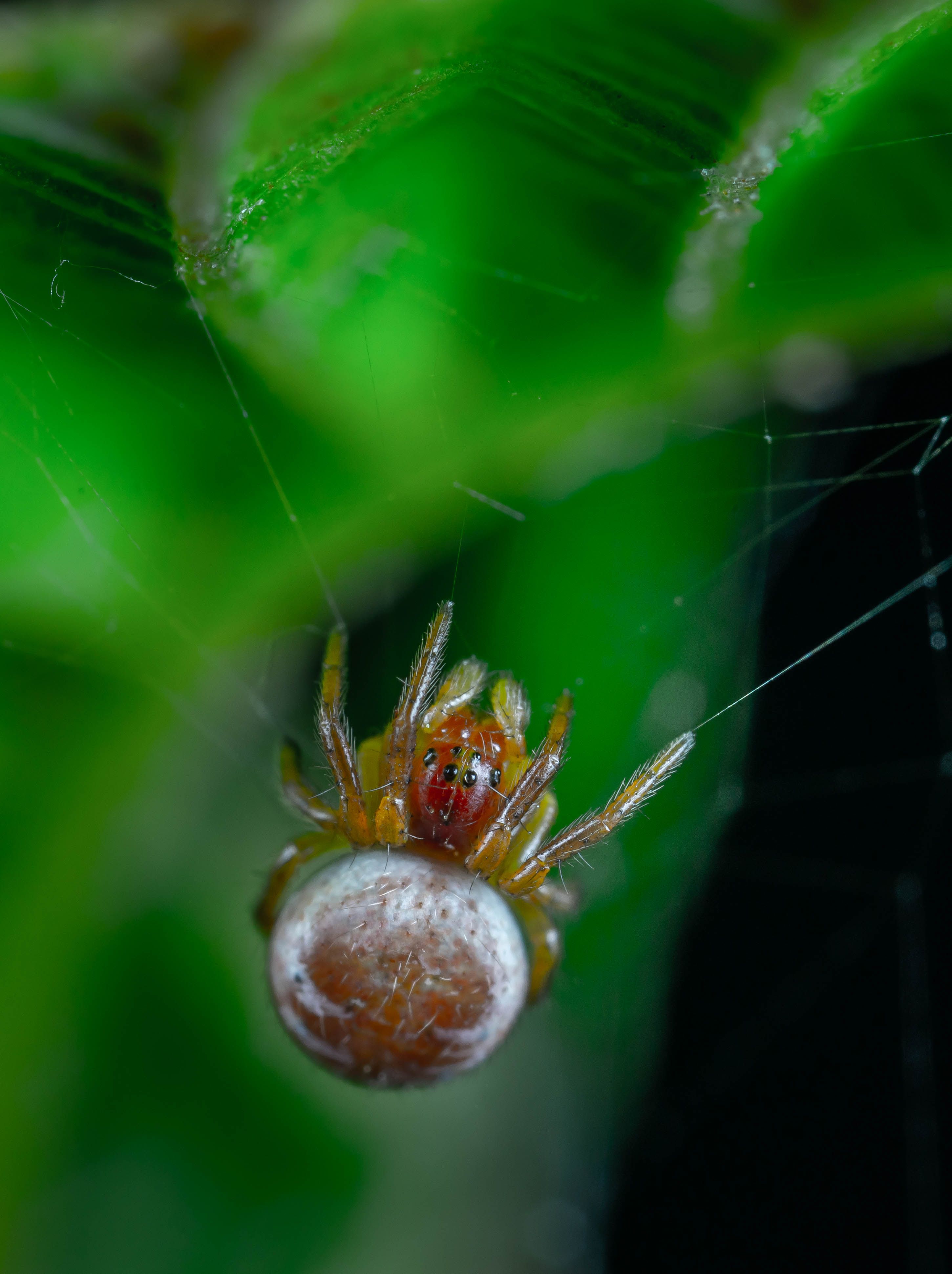 Extreme Close-up of a Spider on a Web · Free Stock Photo