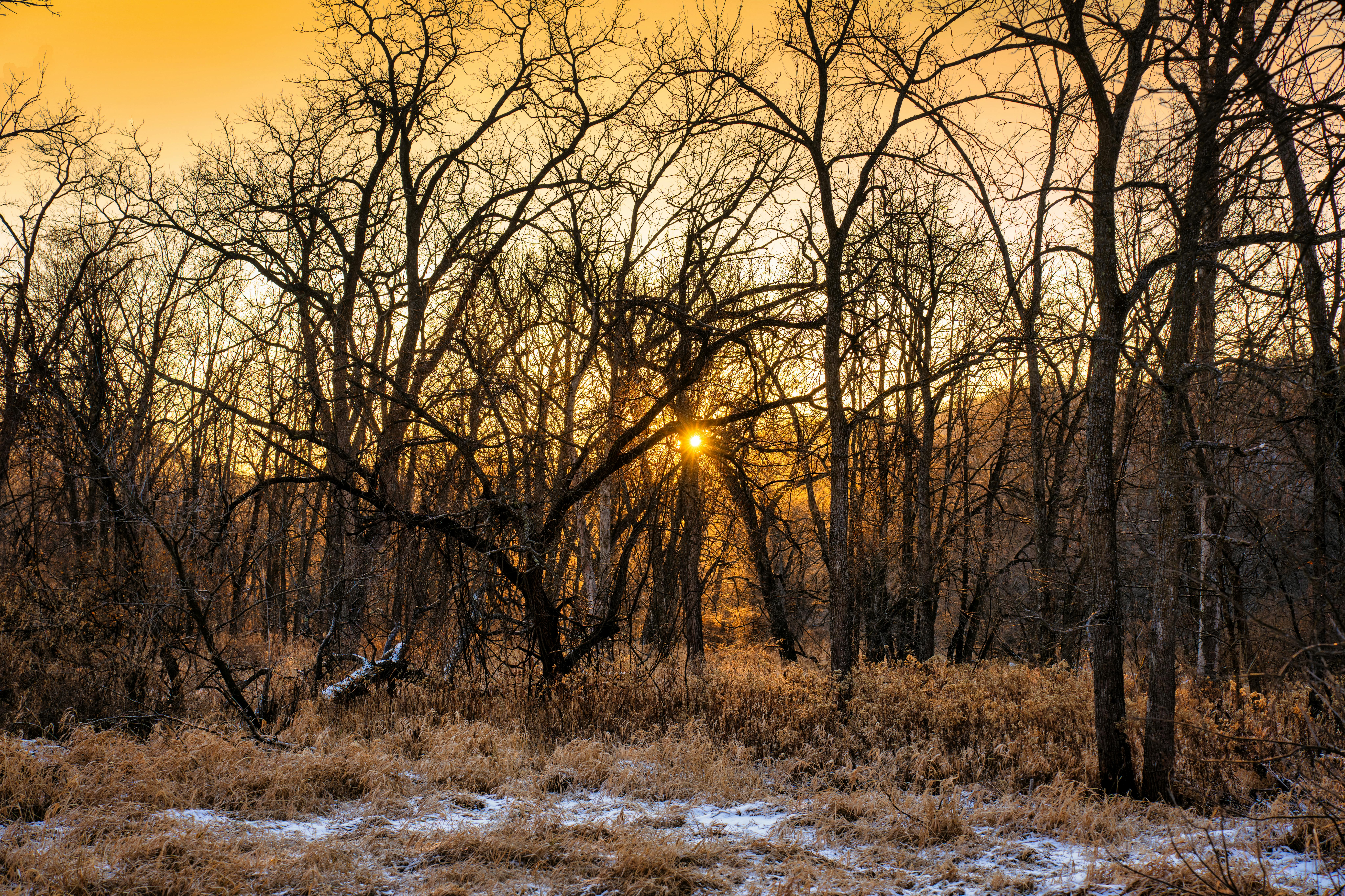 Leafless Trees During Sunset · Free Stock Photo