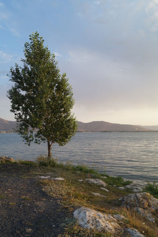 Lone Tree Photos, Download The BEST Free Lone Tree Stock Photos & HD Images