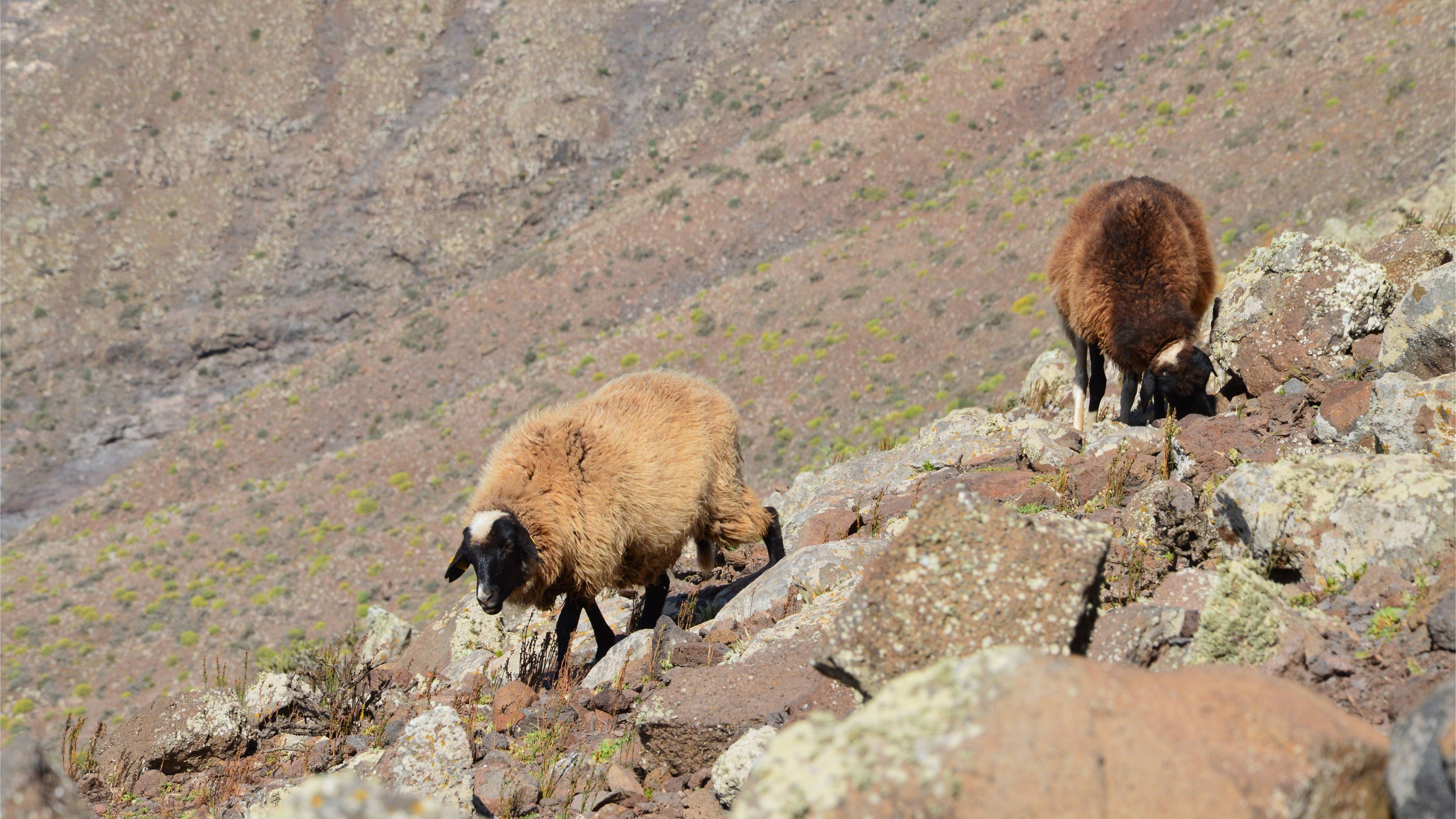 Sheep Walking on Rocks · Free Stock Photo