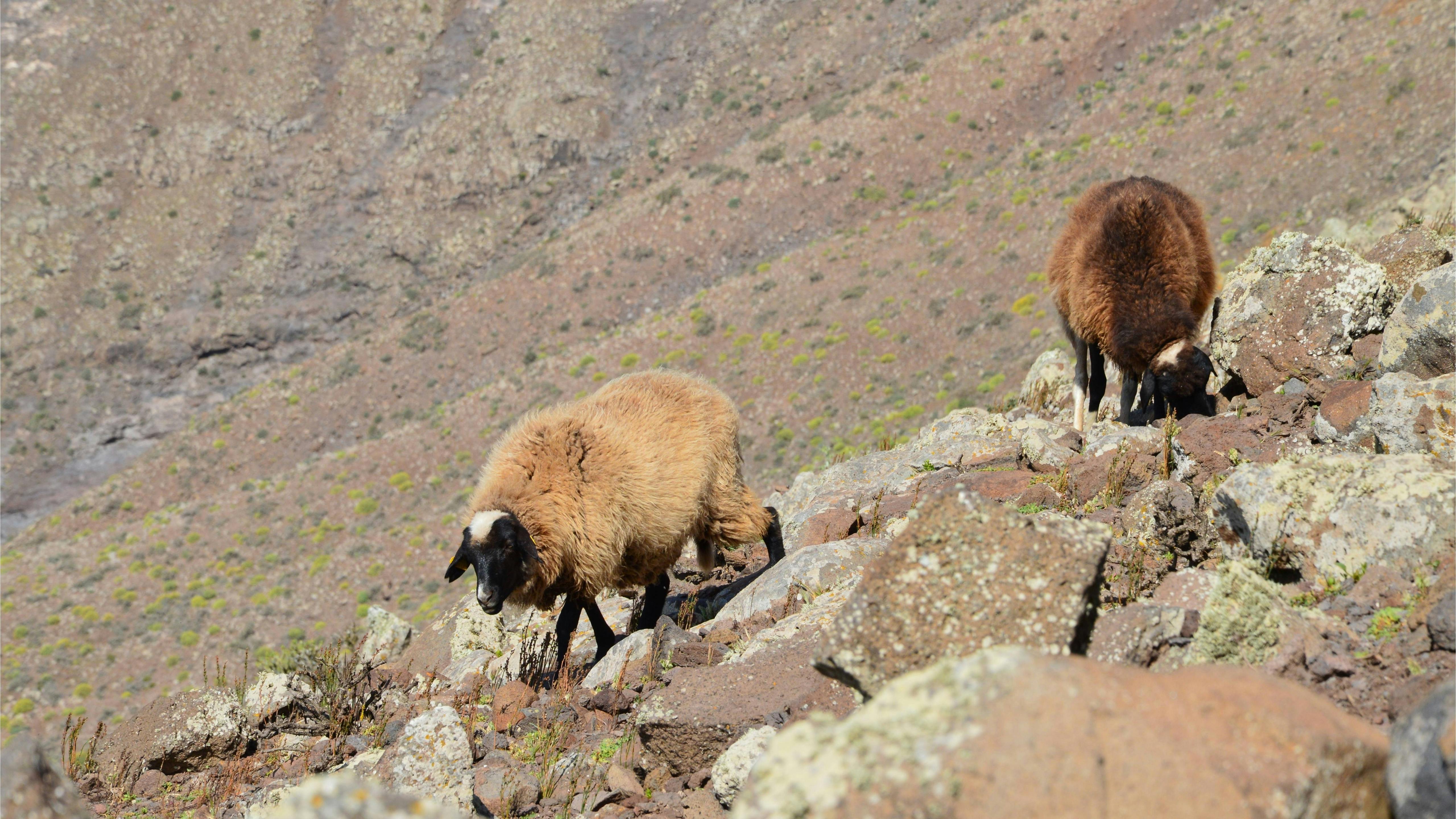 Sheep Walking on Rocks · Free Stock Photo
