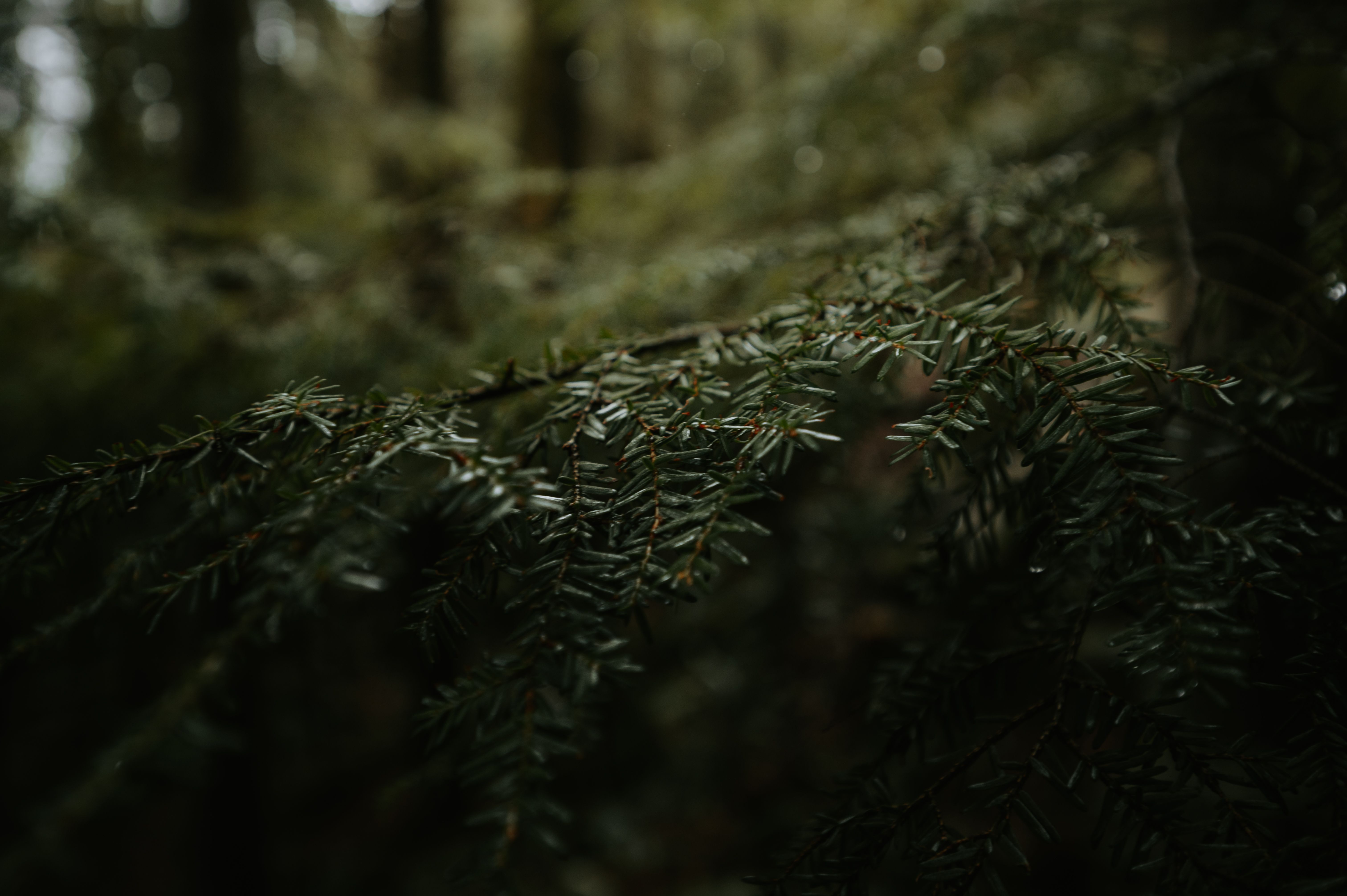 Photo of a Tree Branch · Free Stock Photo