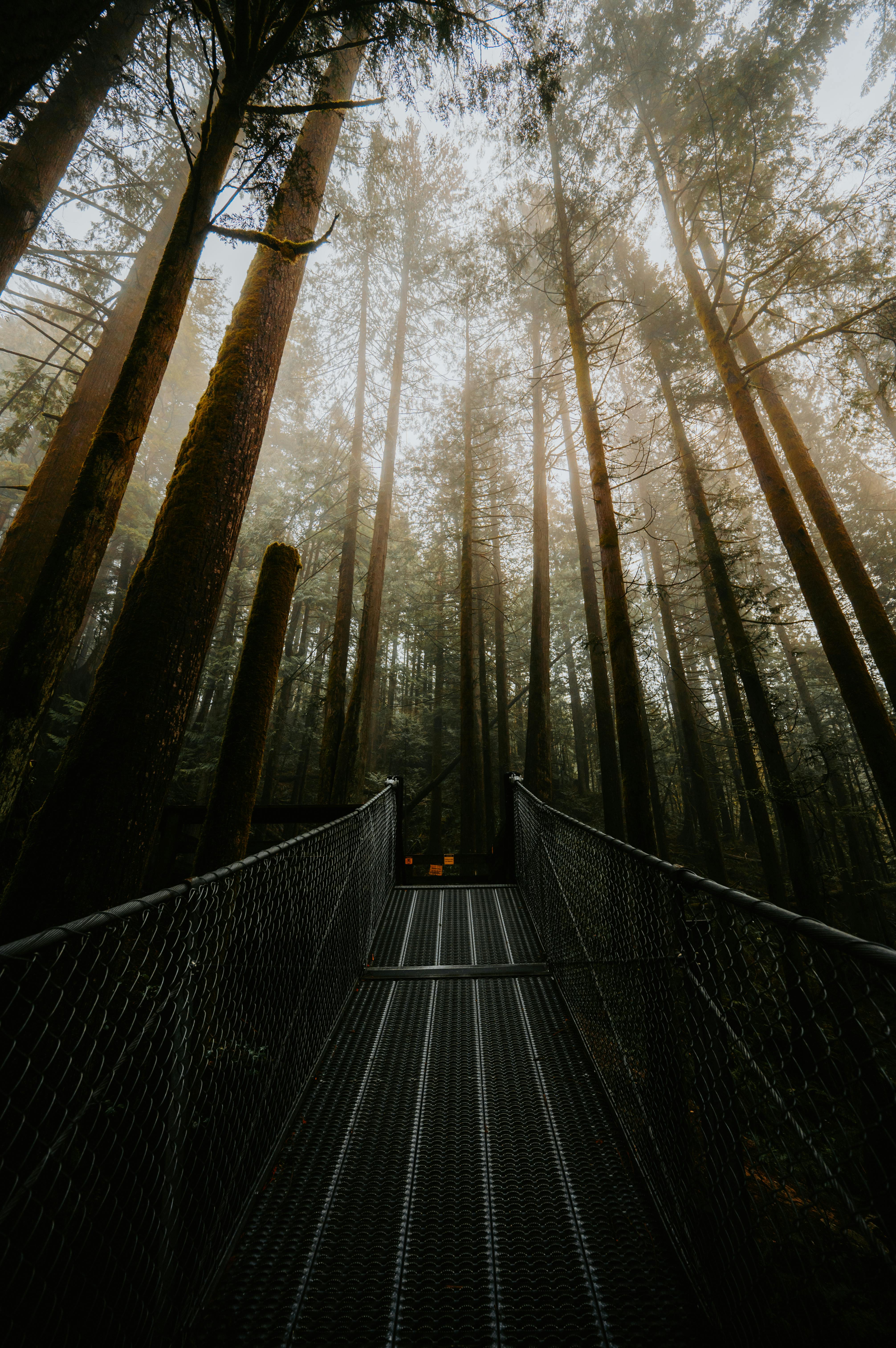 Hanging Bridge in the Forest · Free Stock Photo