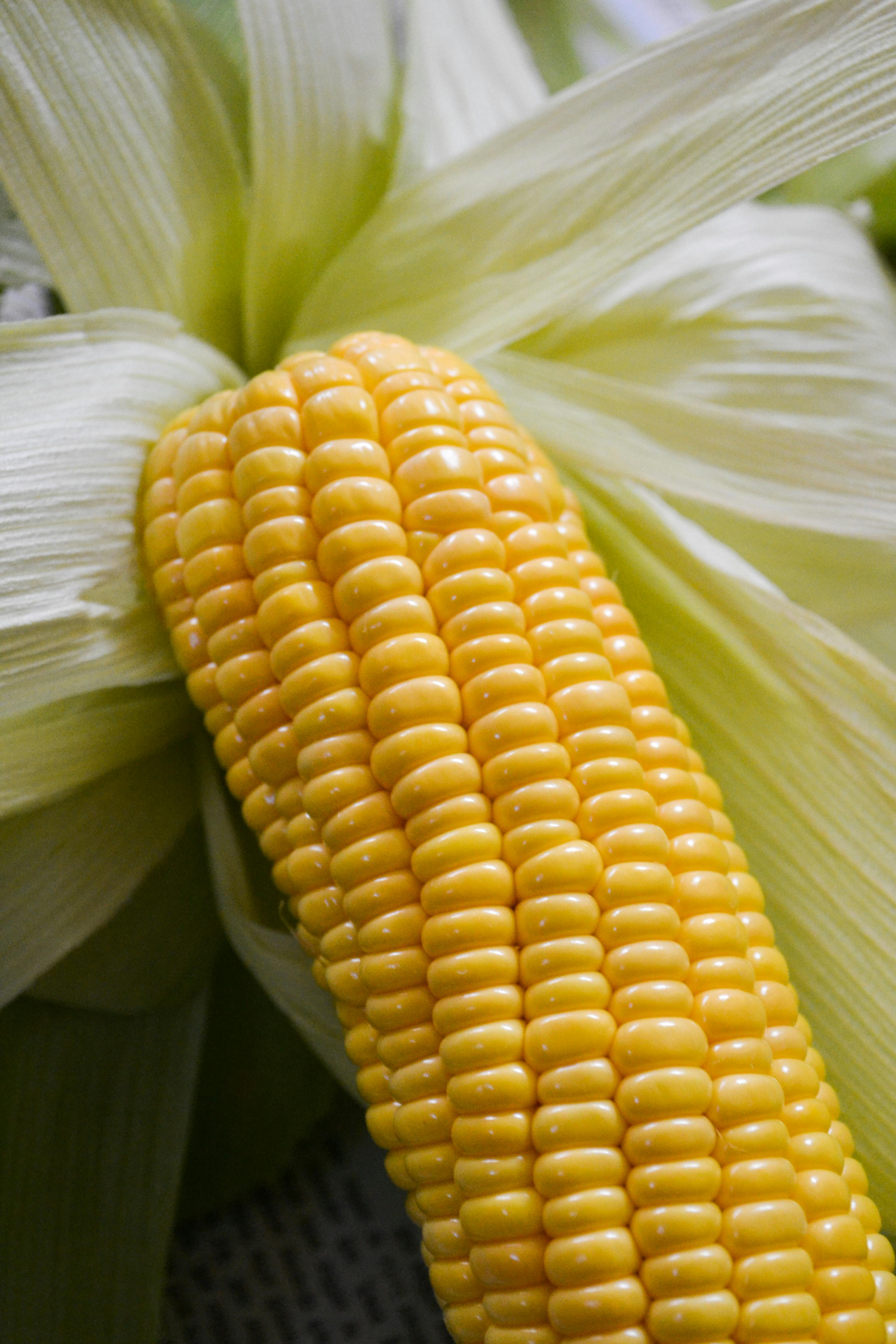 Sweet corn · Free Stock Photo