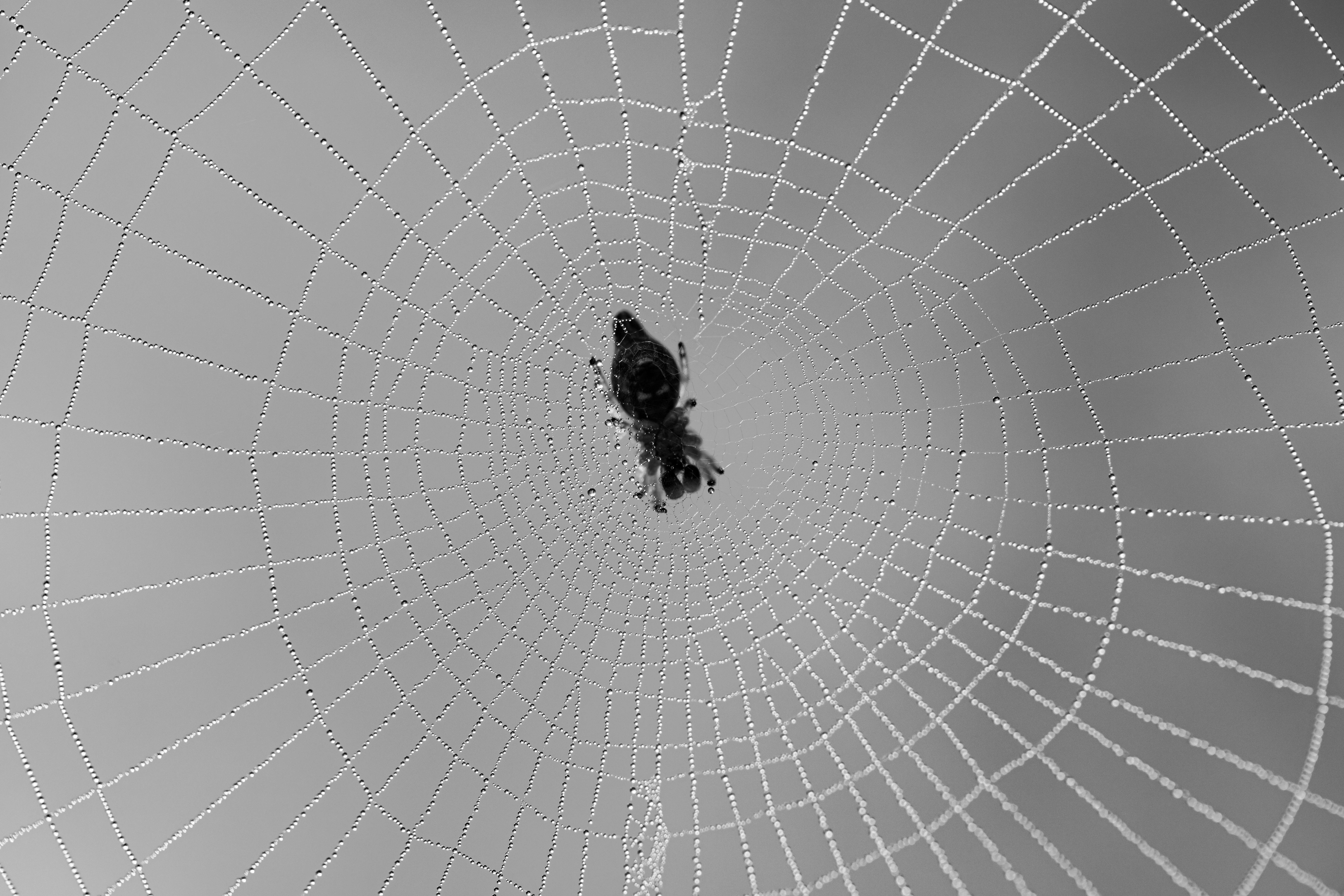 Spider Web · Free Stock Photo