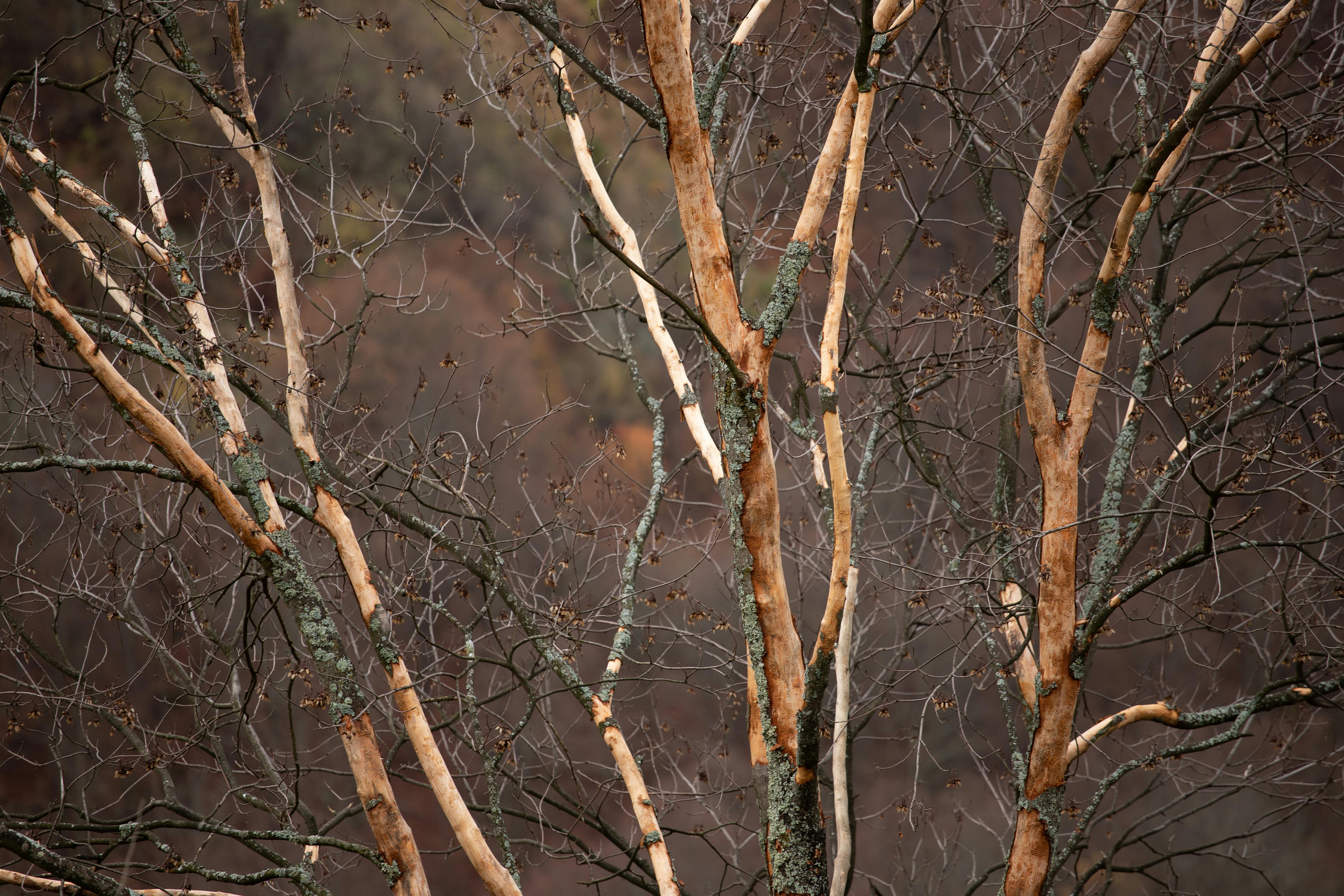 Tree Braches Photos, Download The BEST Free Tree Braches Stock Photos ...