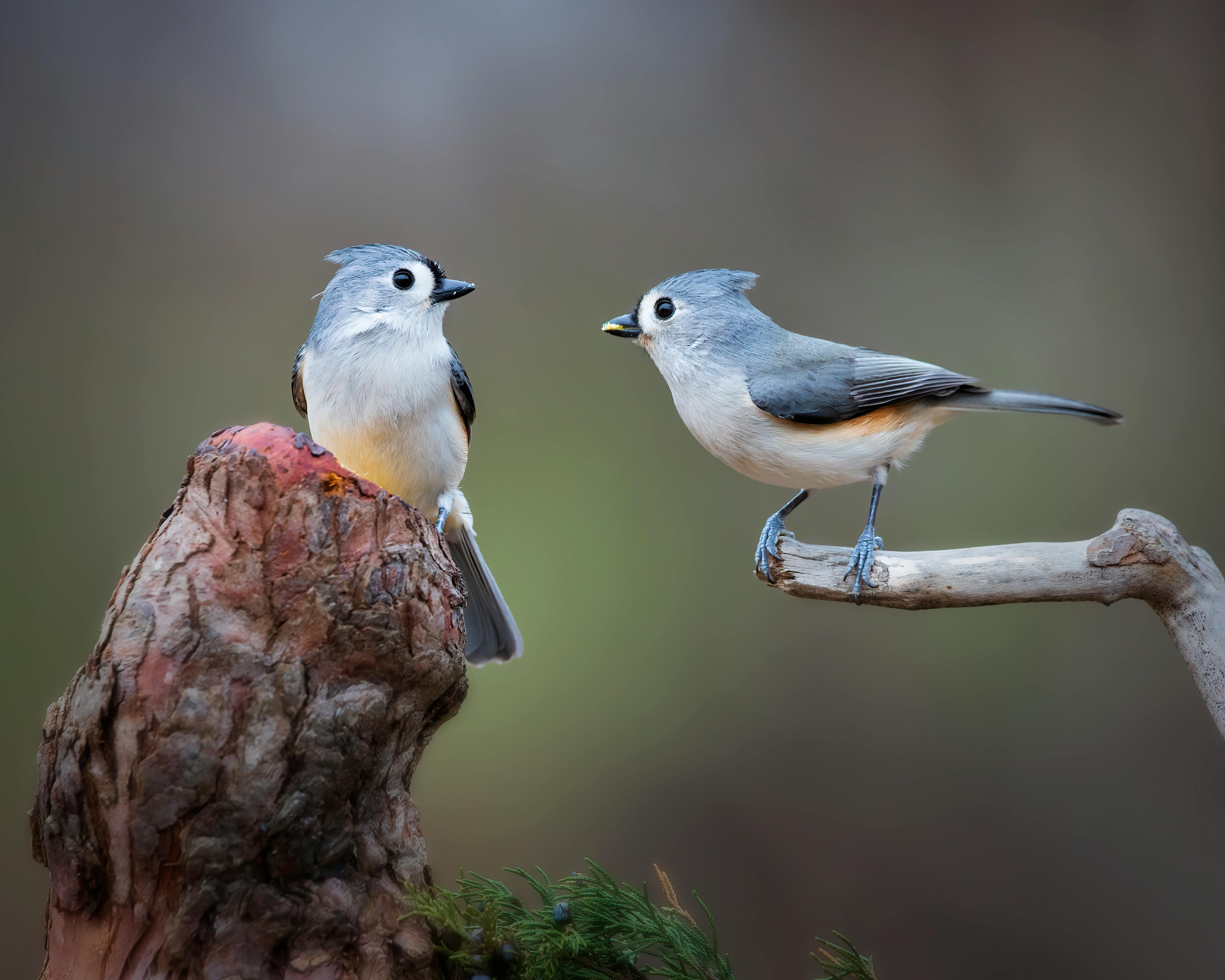 Grey Jay Photos, Download The BEST Free Grey Jay Stock Photos & HD Images