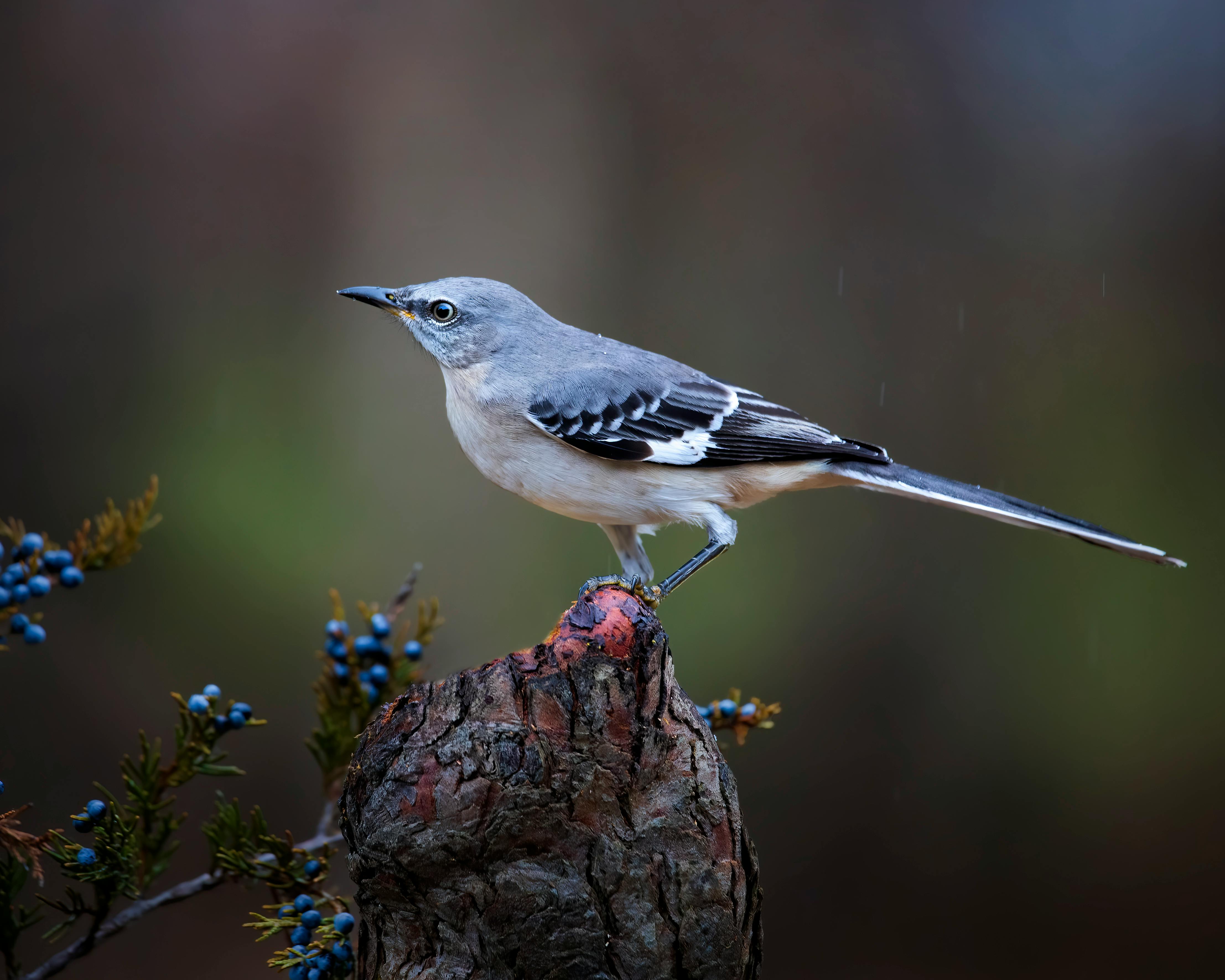 Grey Jay Photos, Download The BEST Free Grey Jay Stock Photos & HD Images