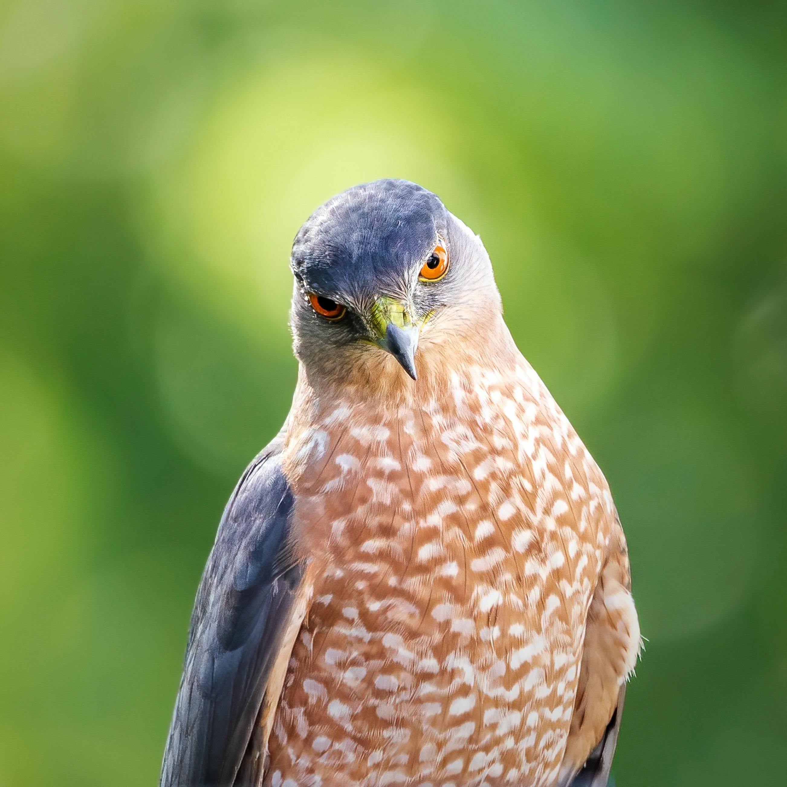 Flying Finch Photos, Download The BEST Free Flying Finch Stock Photos ...