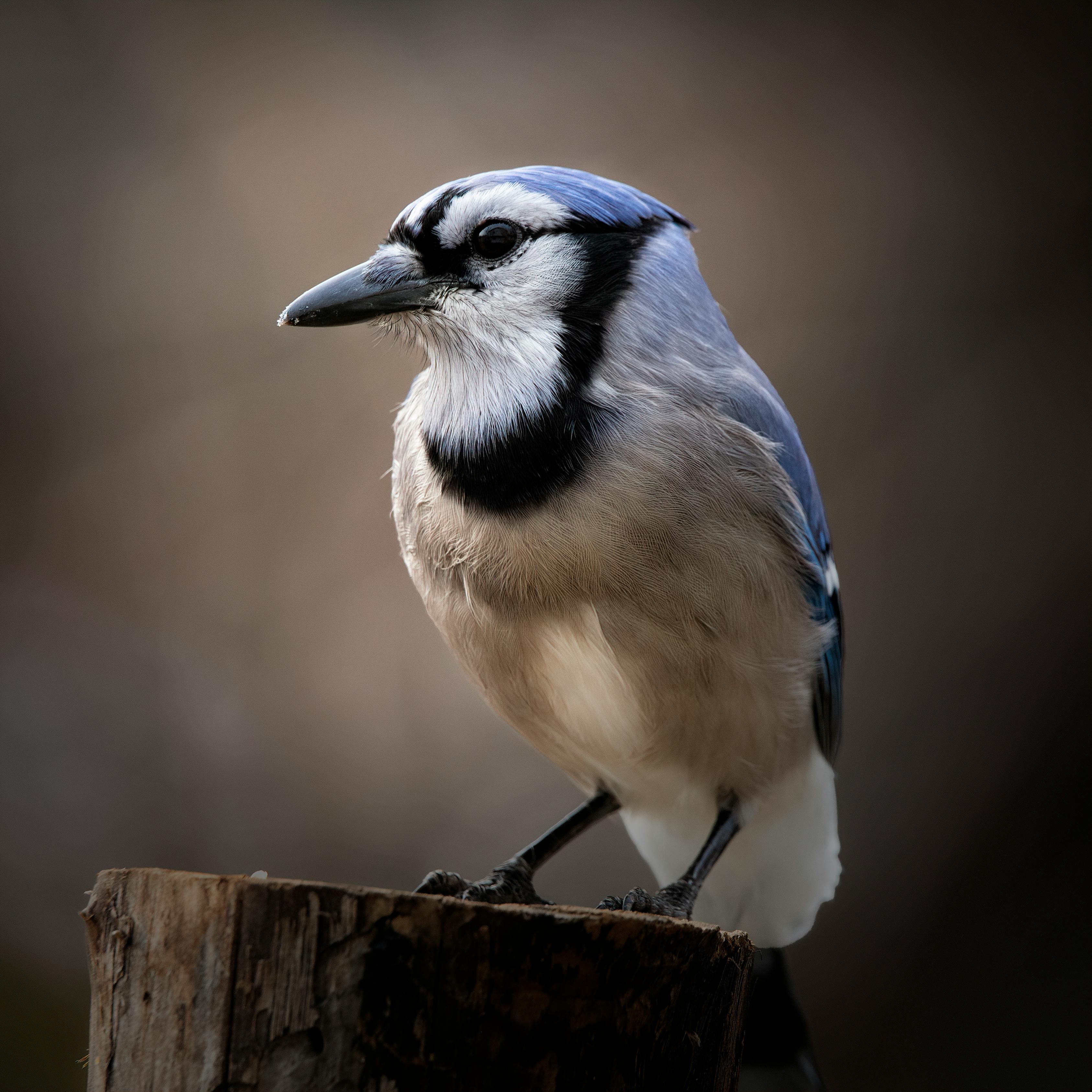 Grey Jay Photos, Download The BEST Free Grey Jay Stock Photos & HD Images