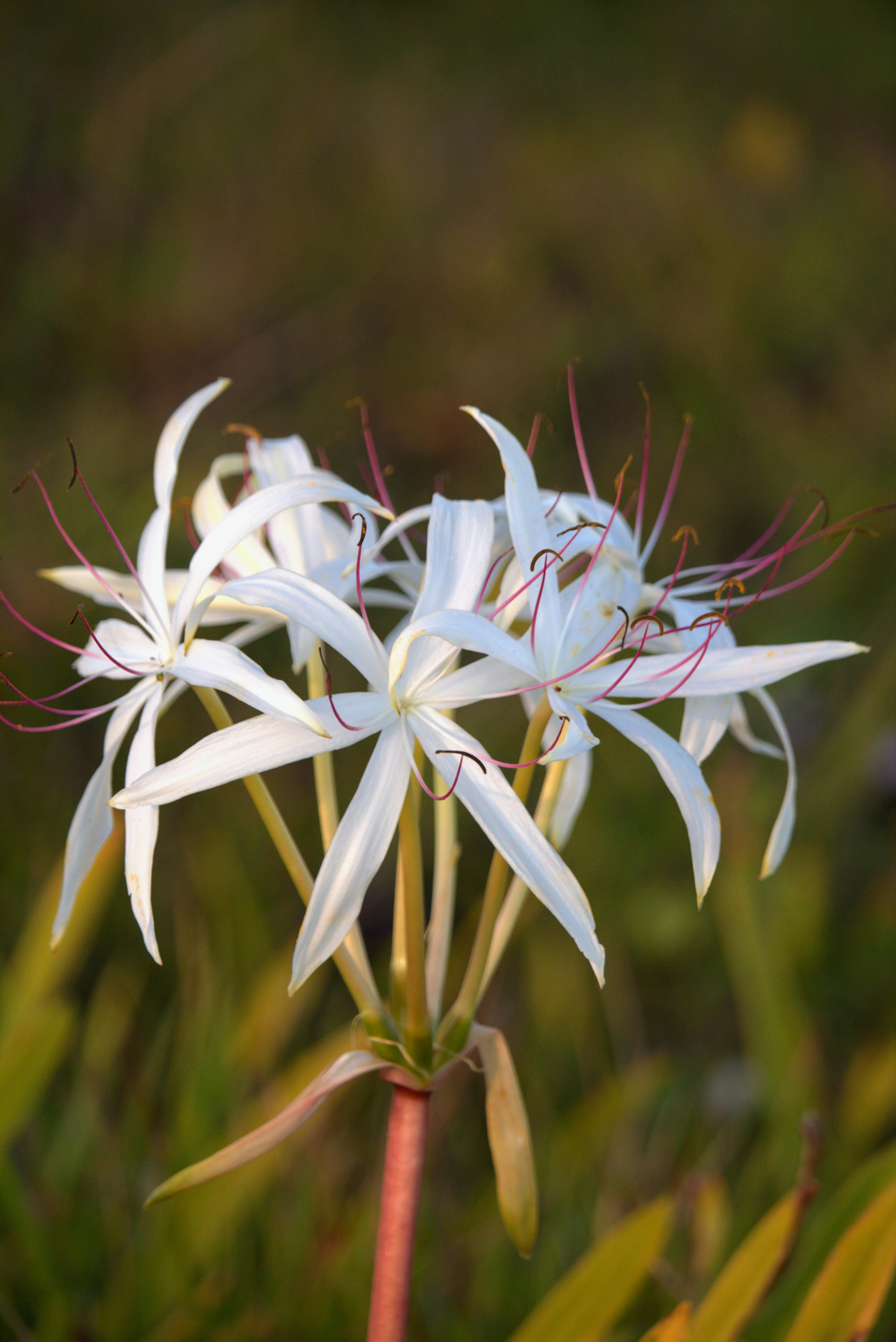 Close-up of a Poison Bulb Flower · Free Stock Photo