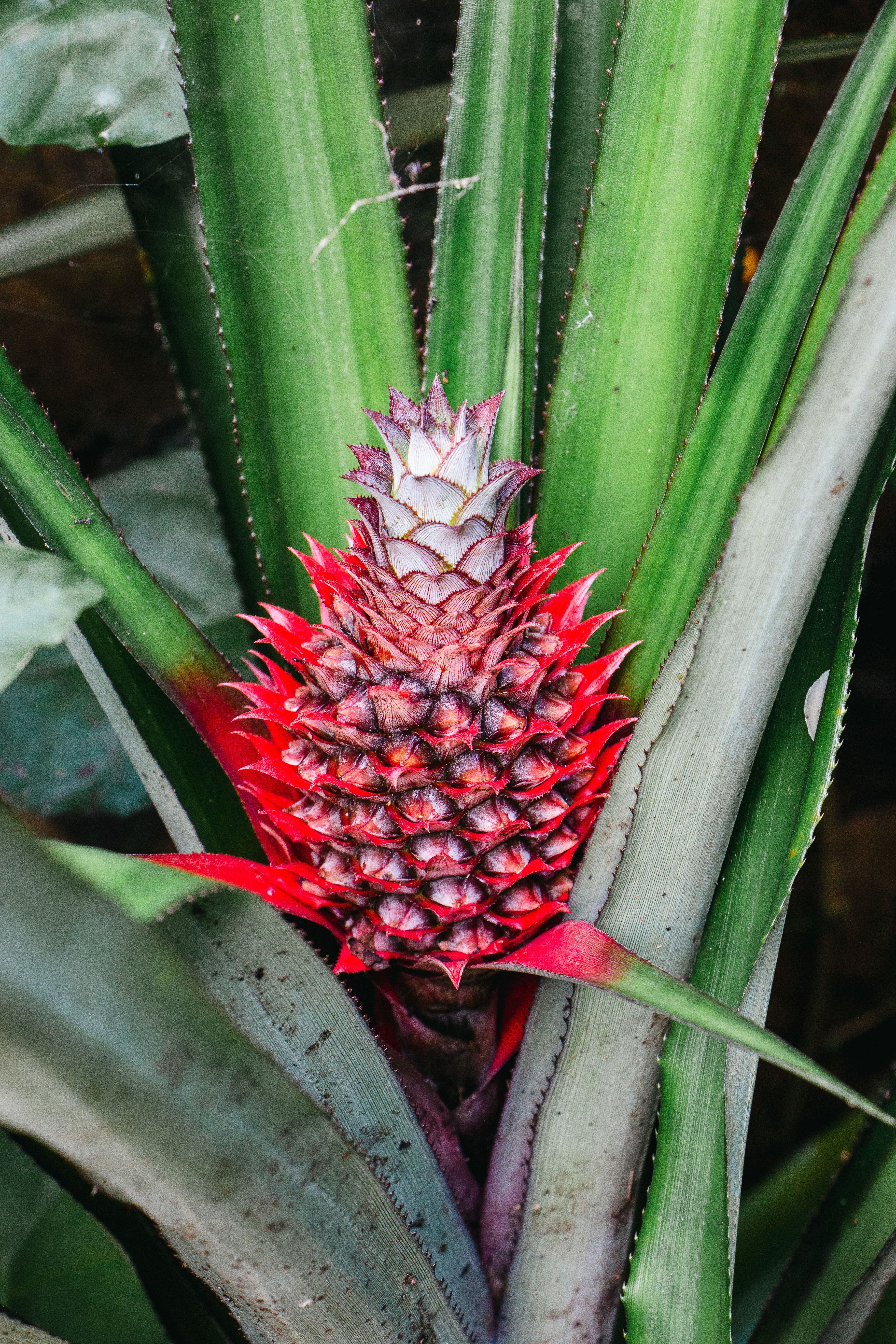 Close up of Tropical Fruit · Free Stock Photo