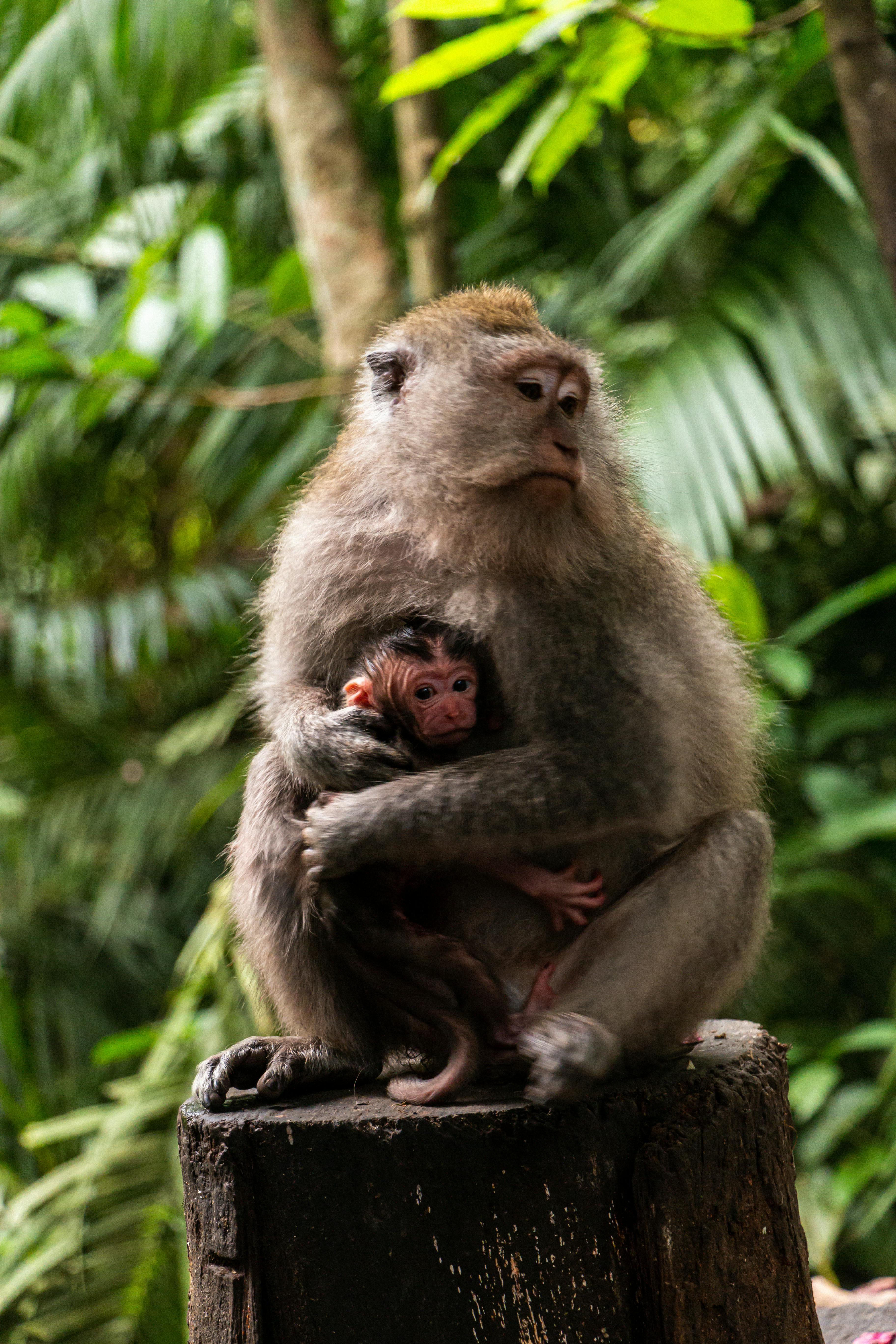 Photo Of Monkeys · Free Stock Photo