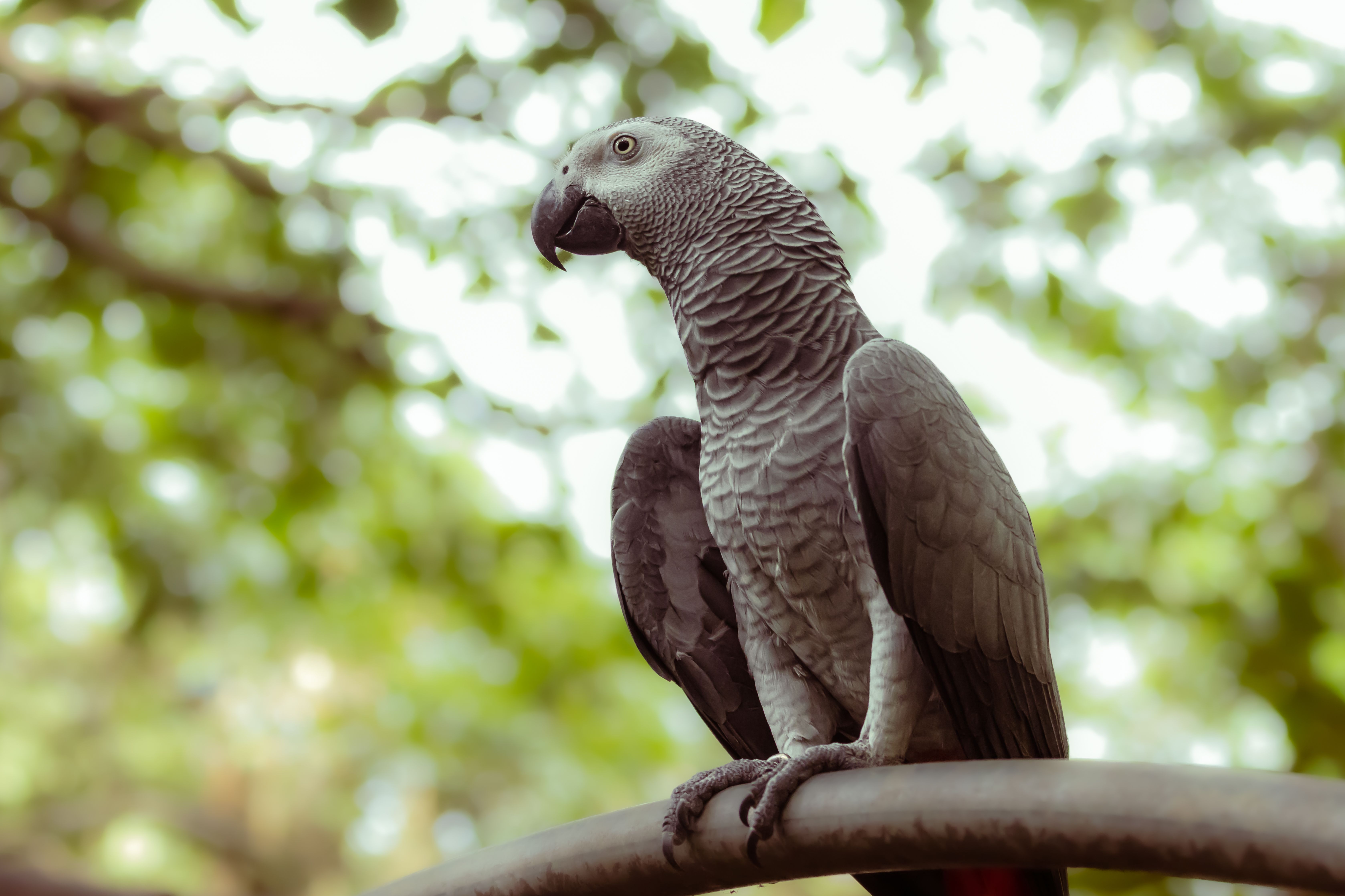 Close Up Photography of Gray Bird during Daytime · Free Stock Photo