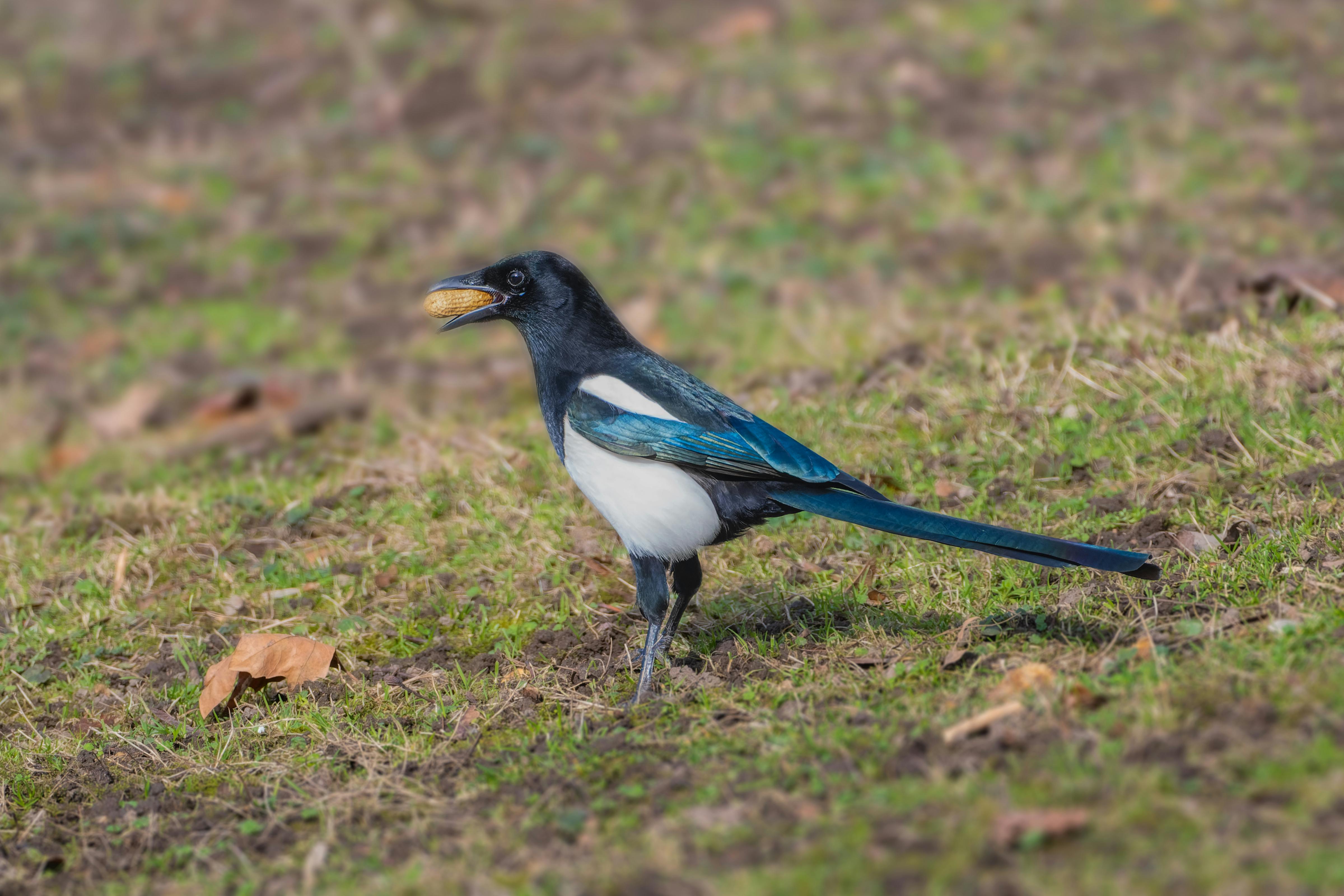 Magpie Photos, Download The BEST Free Magpie Stock Photos & HD Images