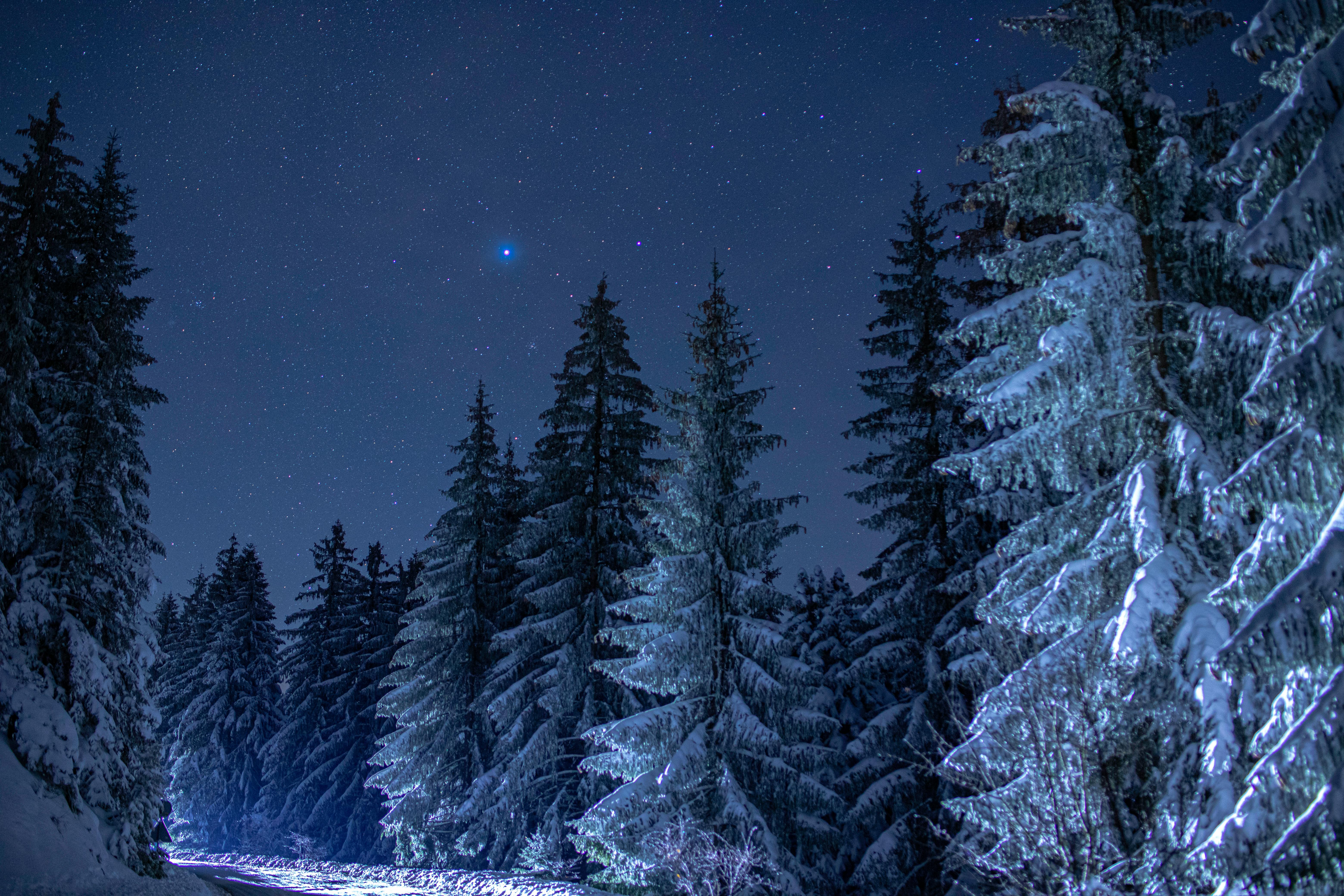 View of Snowy Trees in a Forest under a Night Sky · Free Stock Photo