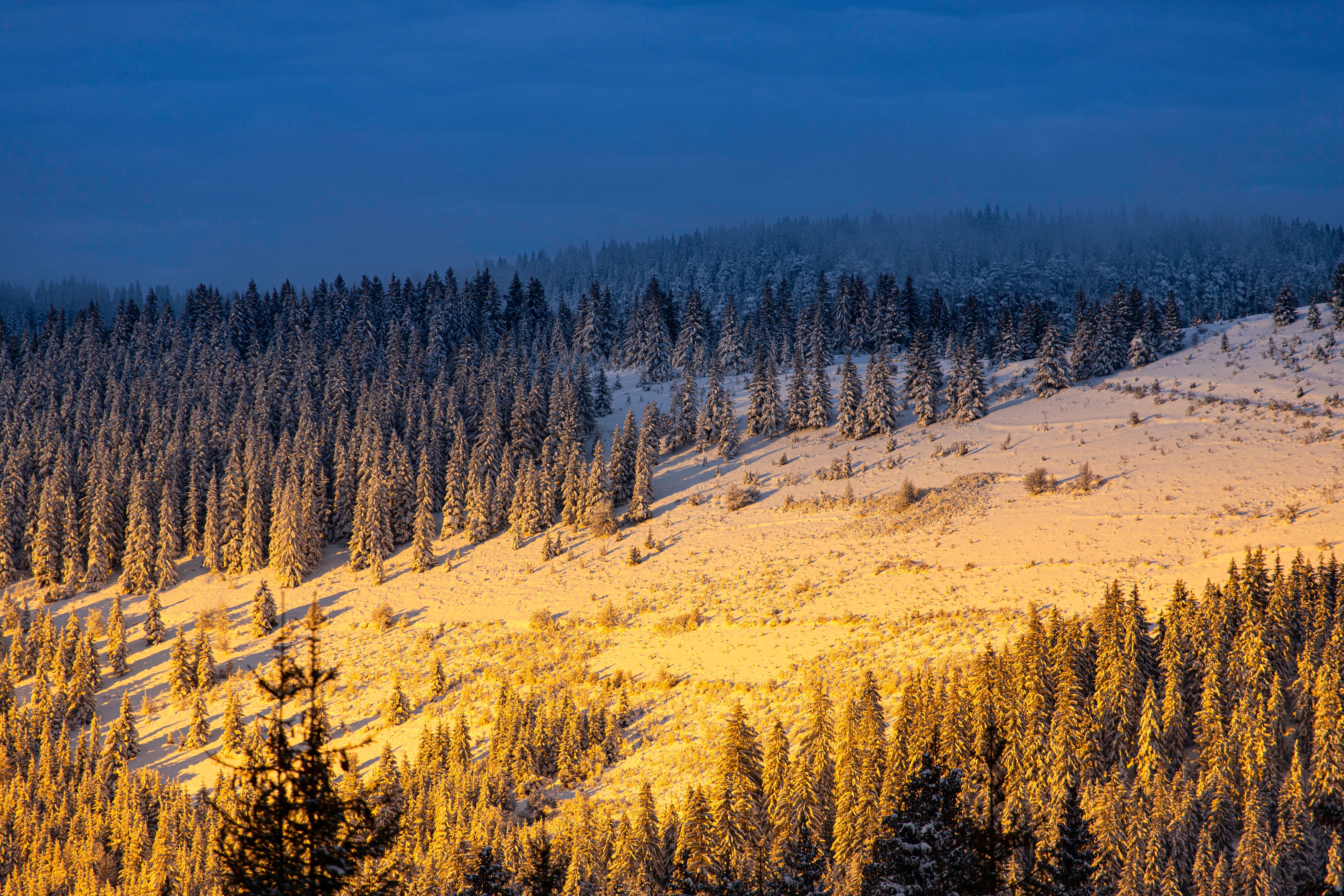Night Hills & Forest Photos, Download The BEST Free Night Hills ...
