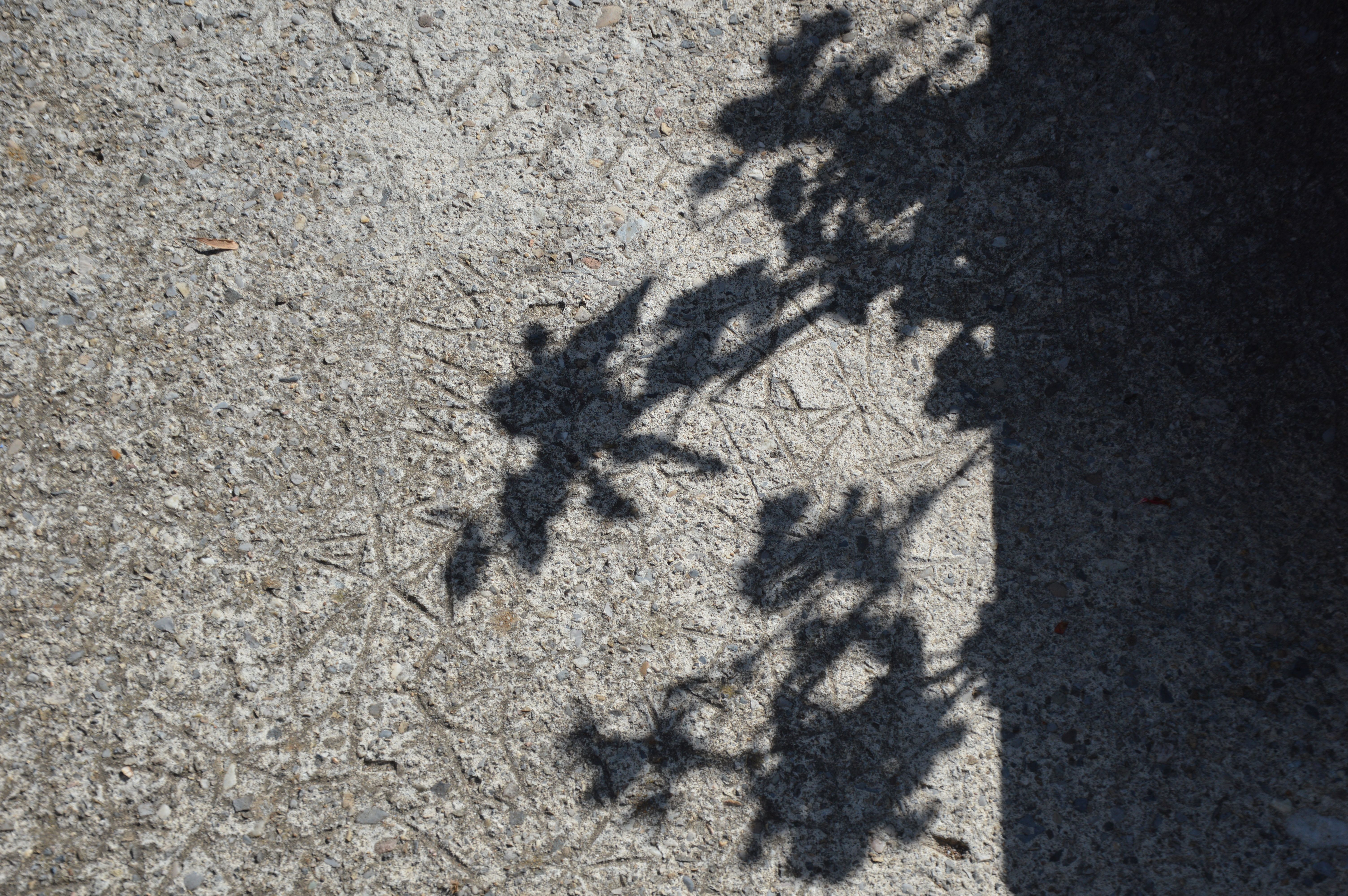 Shadow of Tree Branches and Leaves on a Pavement · Free Stock Photo