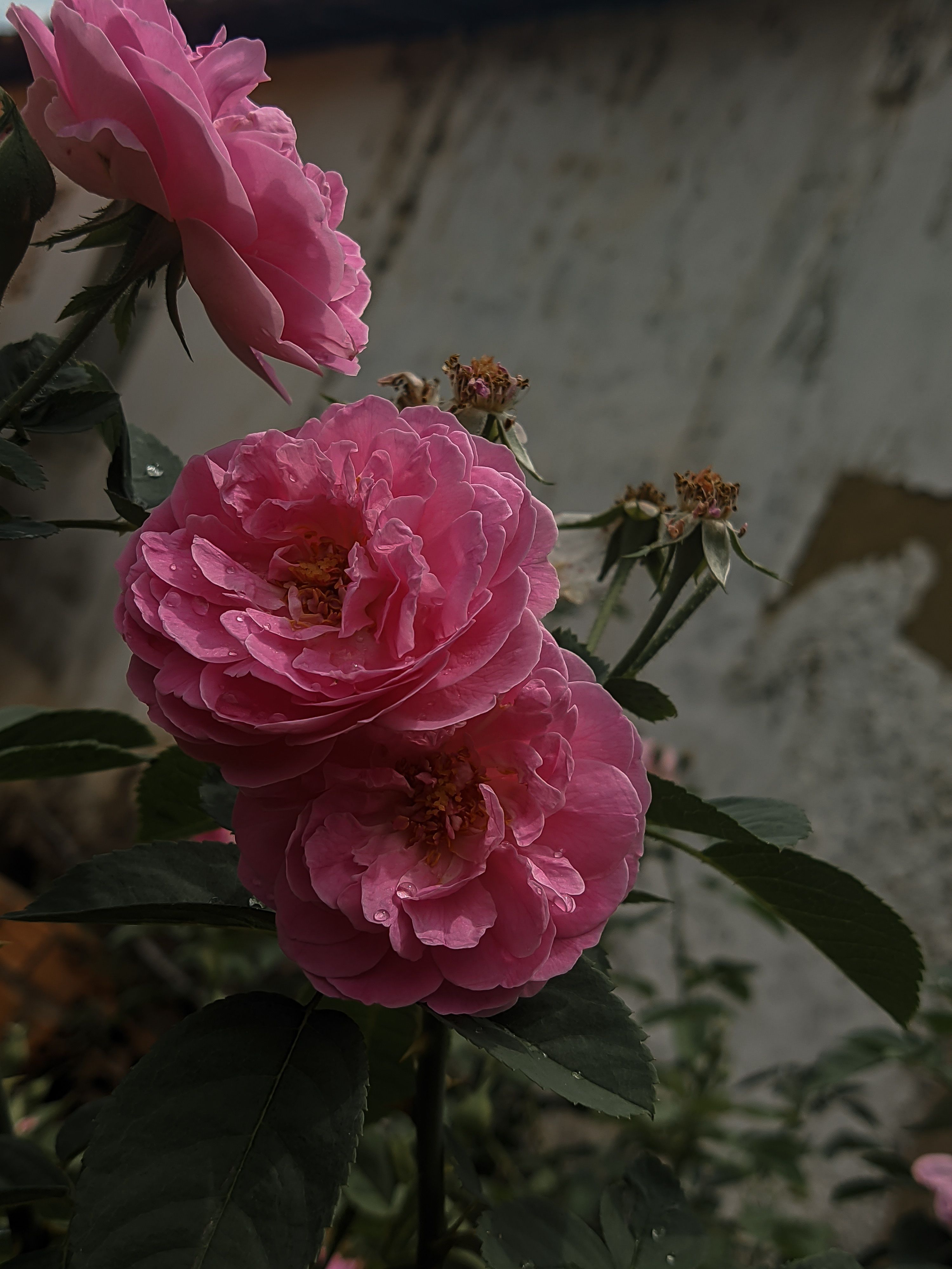 Emerging Blooms Photos, Download The BEST Free Emerging Blooms Stock ...