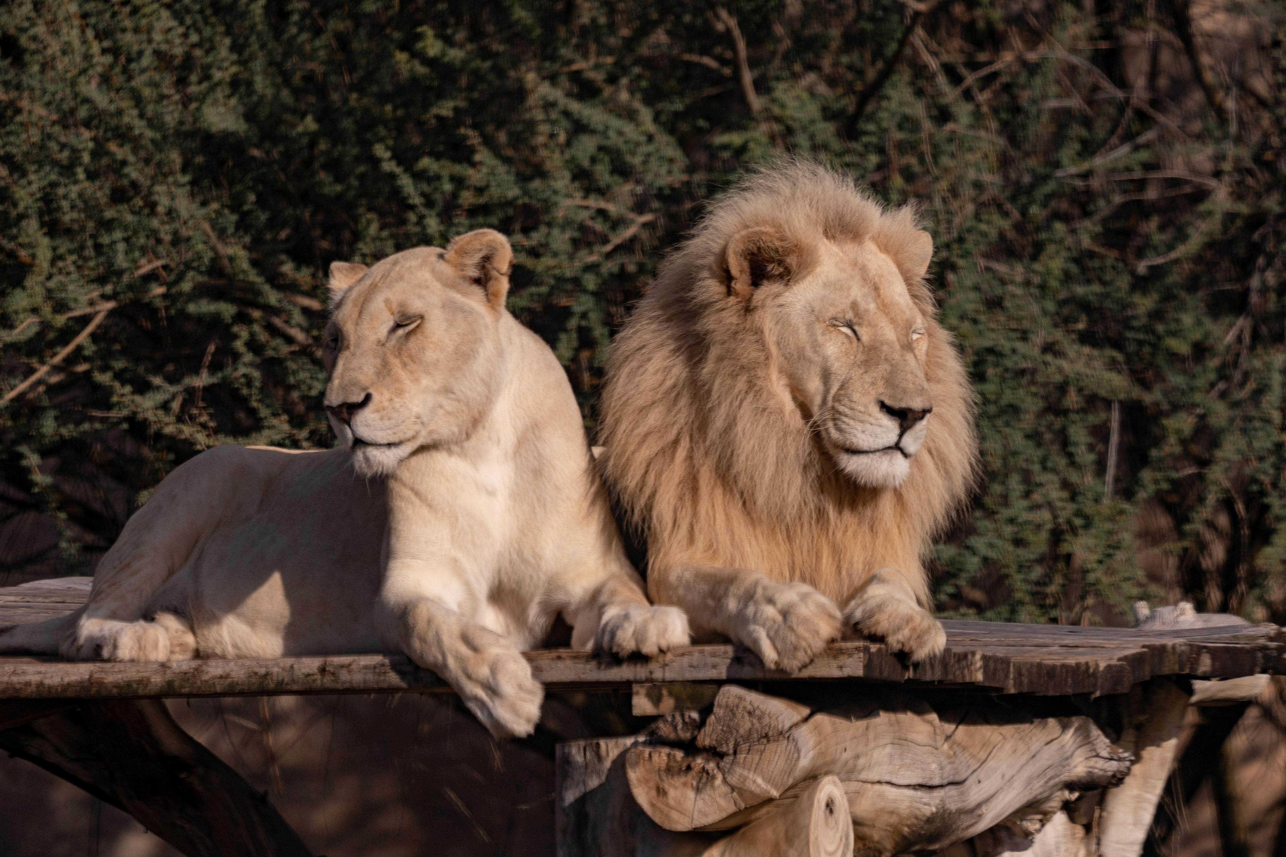 Two Lioness With Lion