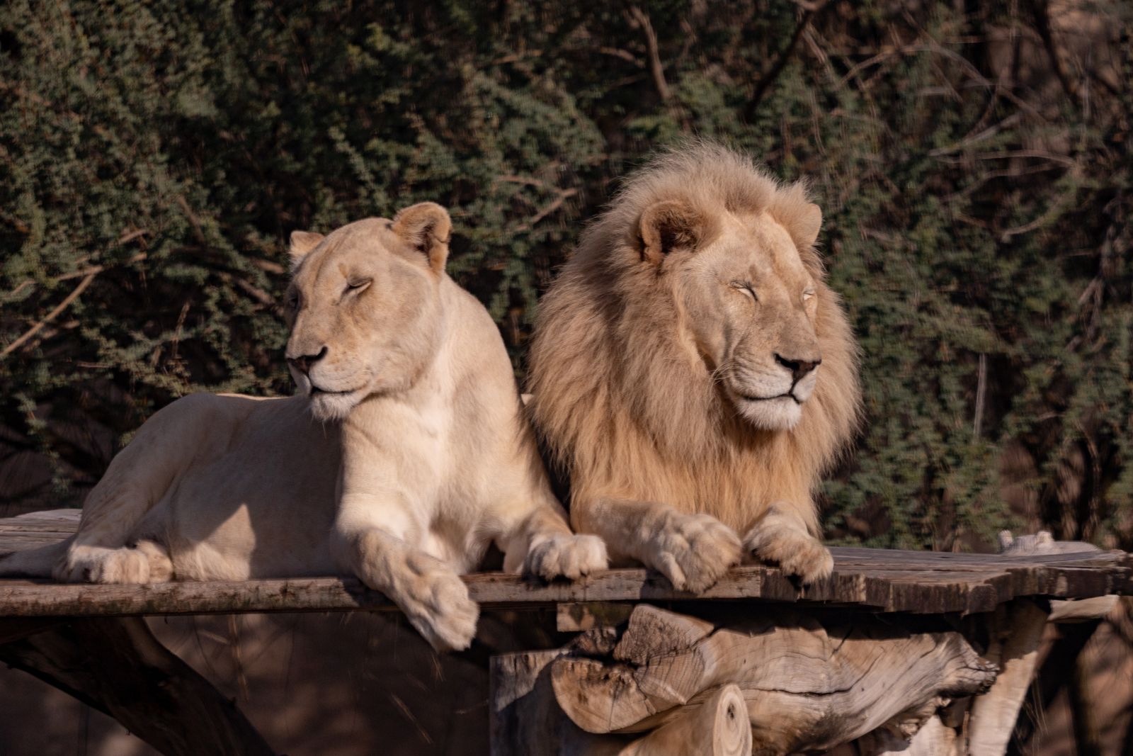 Chess Lion Photos, Download The BEST Free Chess Lion Stock Photos & HD ...