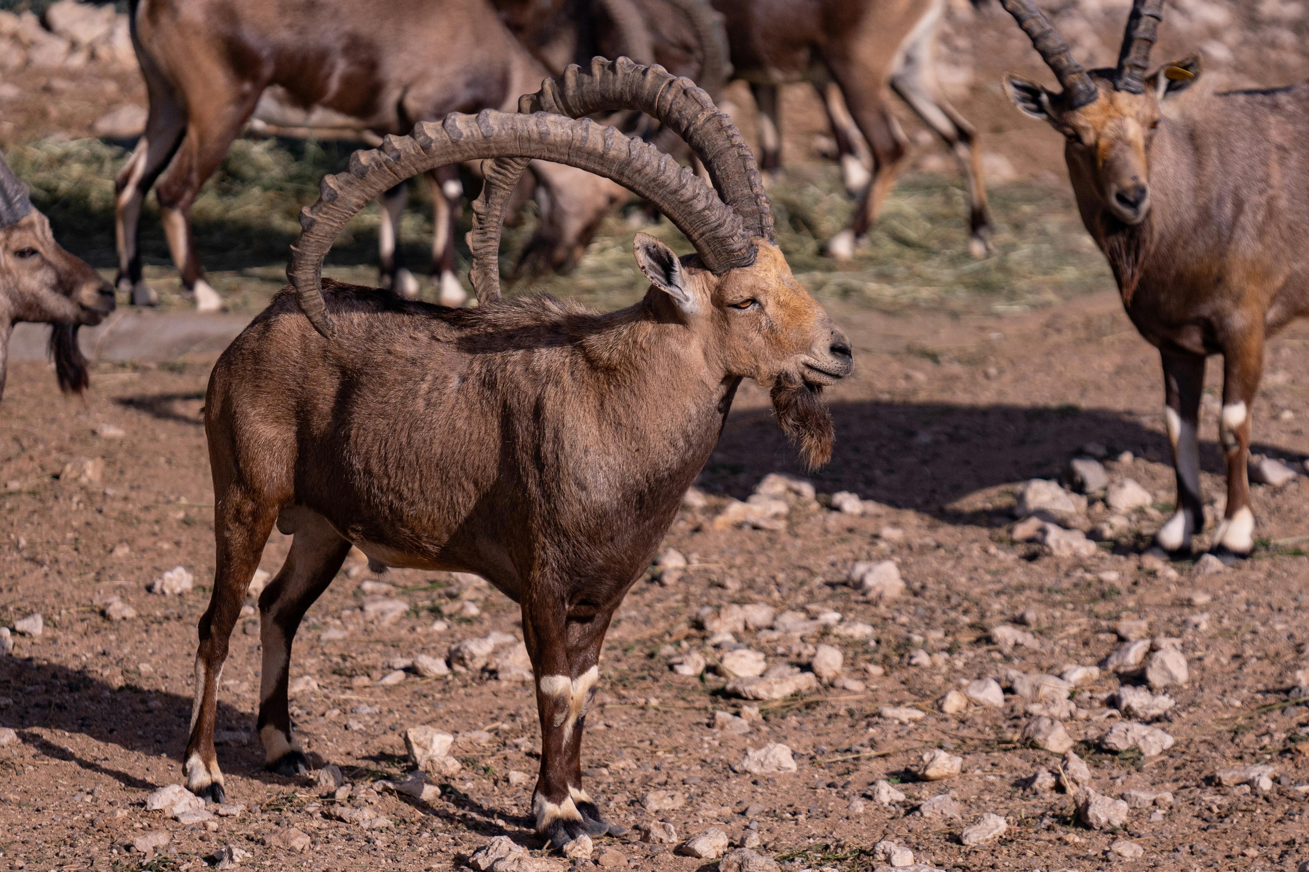Goat with Long Horns · Free Stock Photo