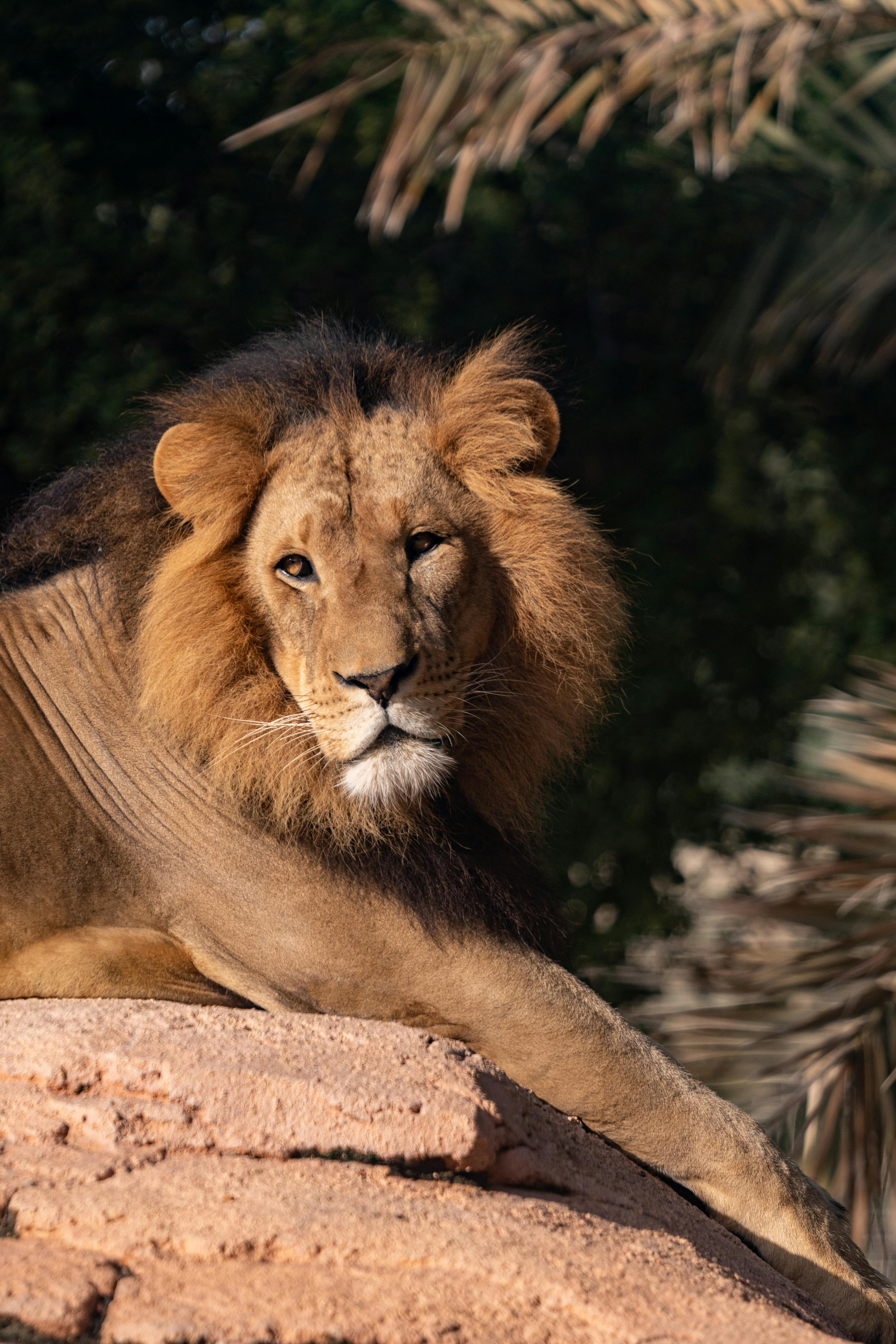 Portrait of Lion · Free Stock Photo
