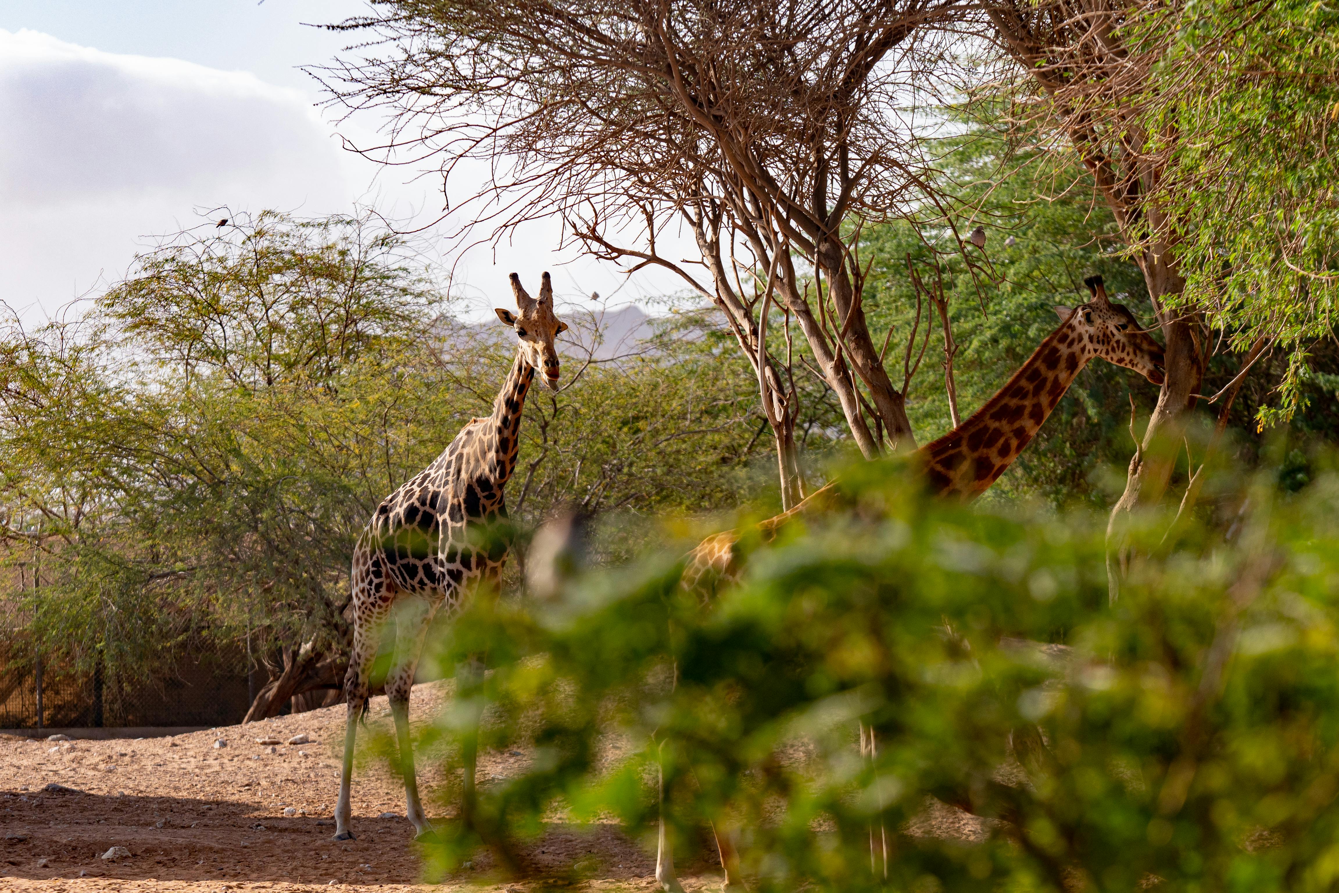 Foto de stock gratuita sobre alto, animal, arboles, arbusto, jirafa ...