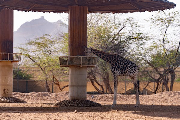 Giraffe Swimming Photos, Download The BEST Free Giraffe Swimming Stock ...