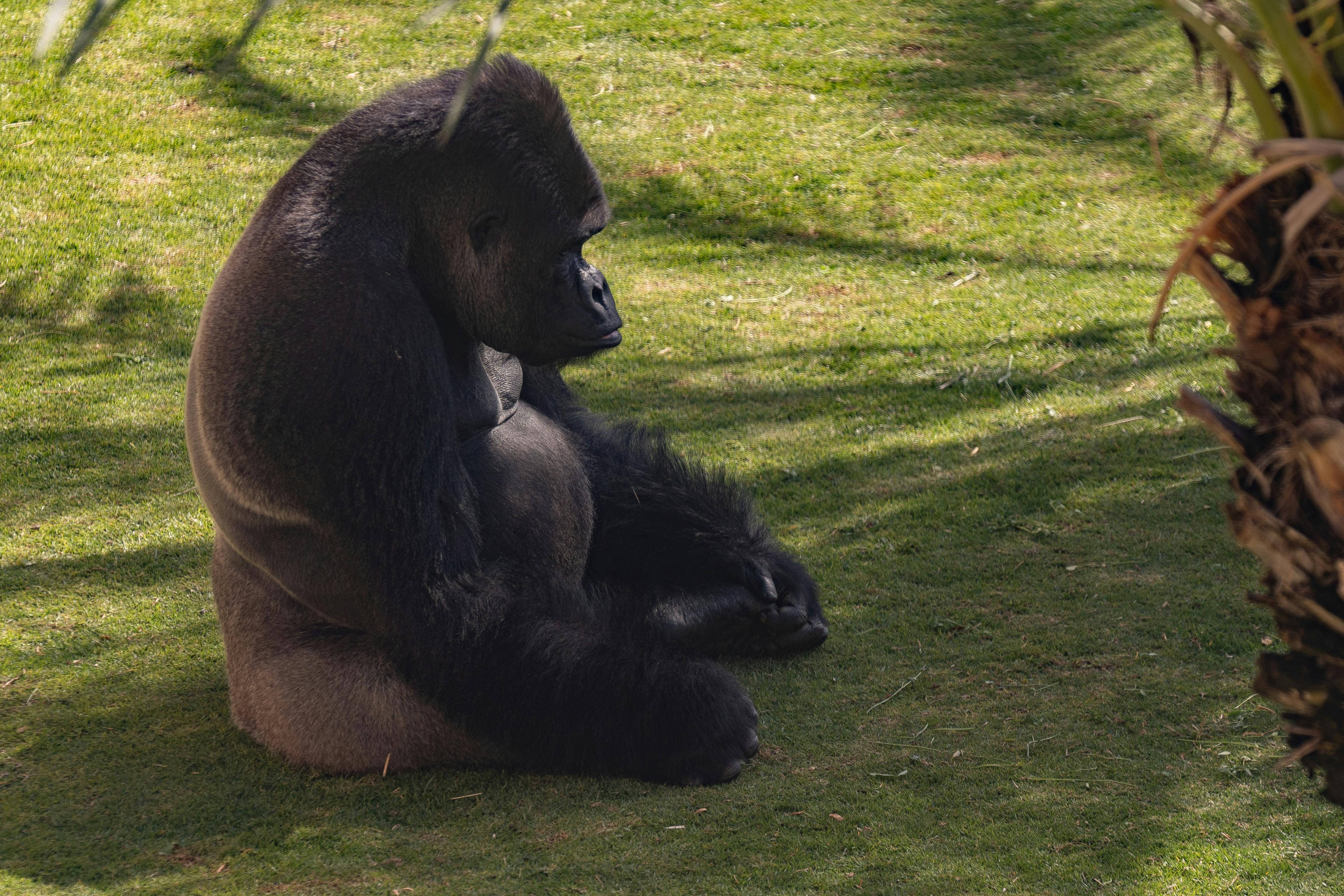 Gorilla Sitting in Shadow · Free Stock Photo