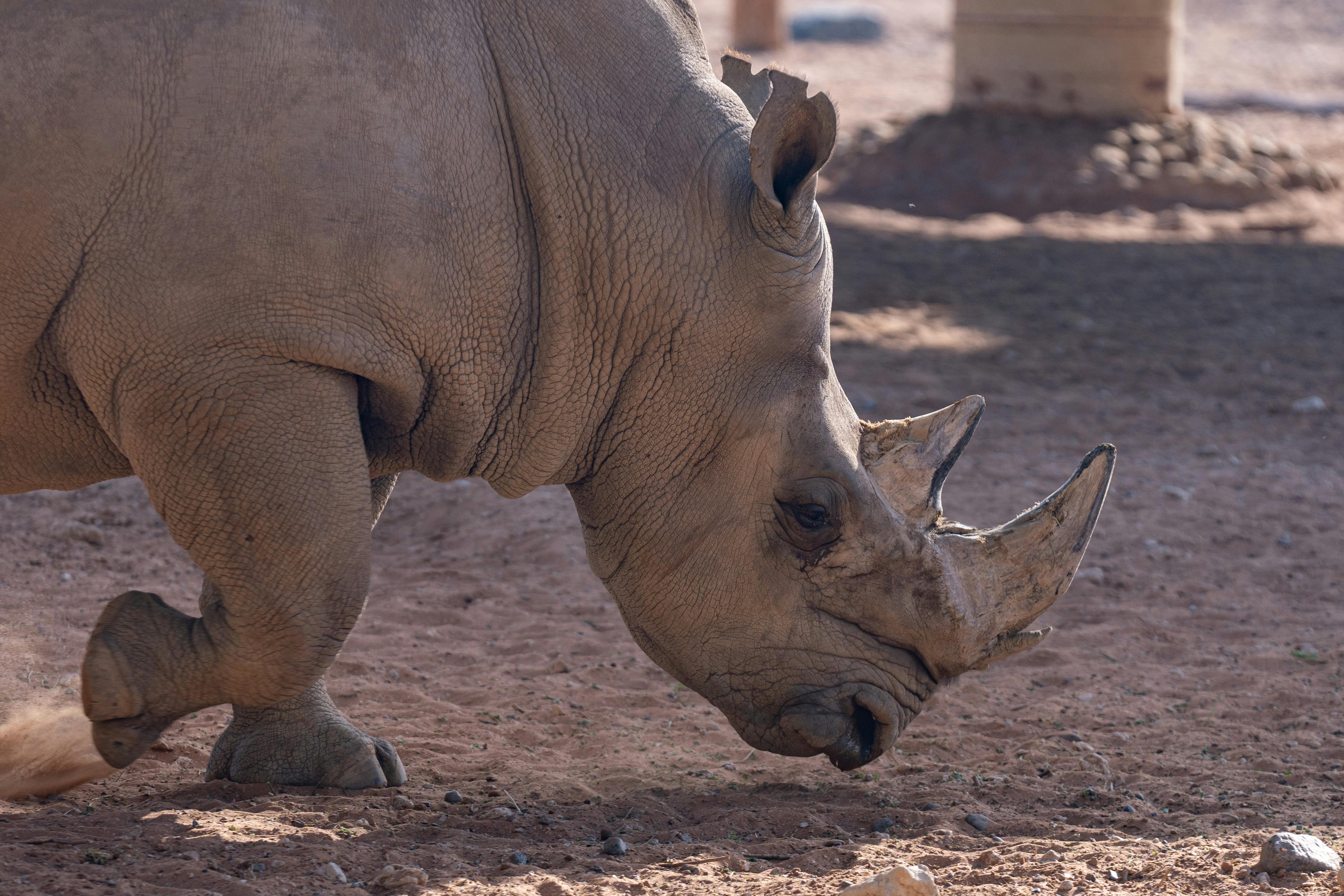 Close up of Rhino Head · Free Stock Photo