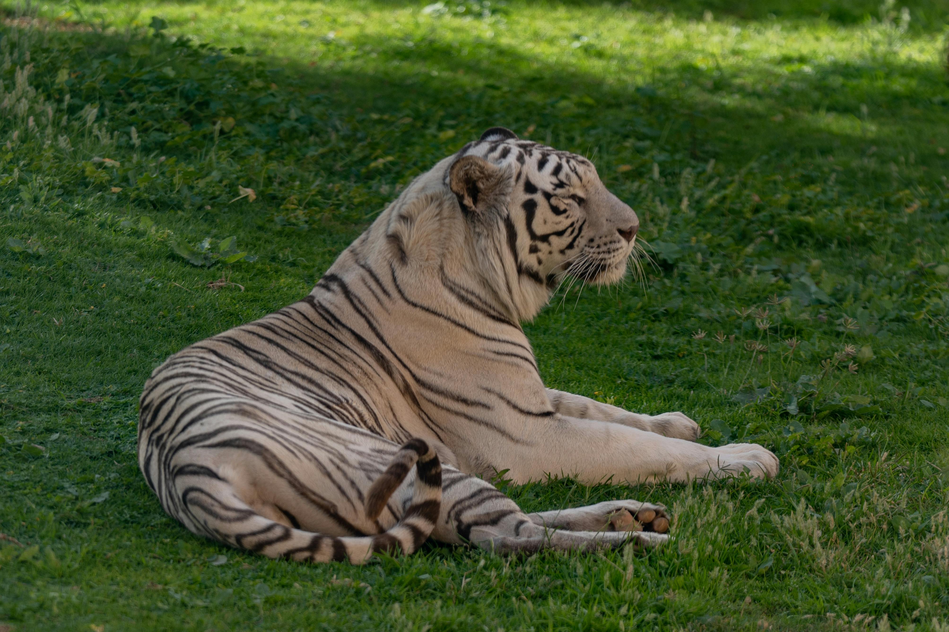 White Tiger in Zoo · Free Stock Photo