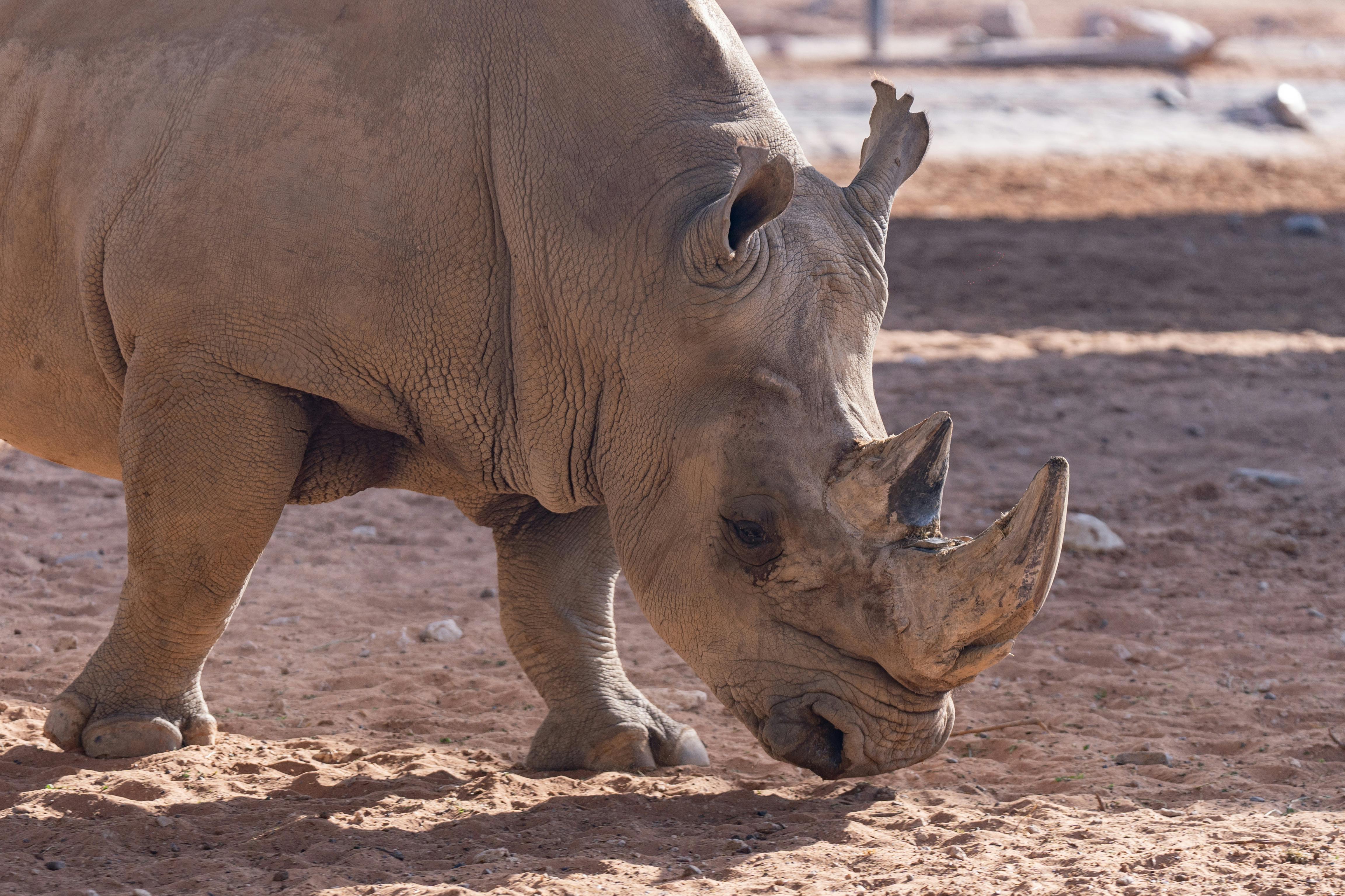 Rhino on Mud in Zoo · Free Stock Photo