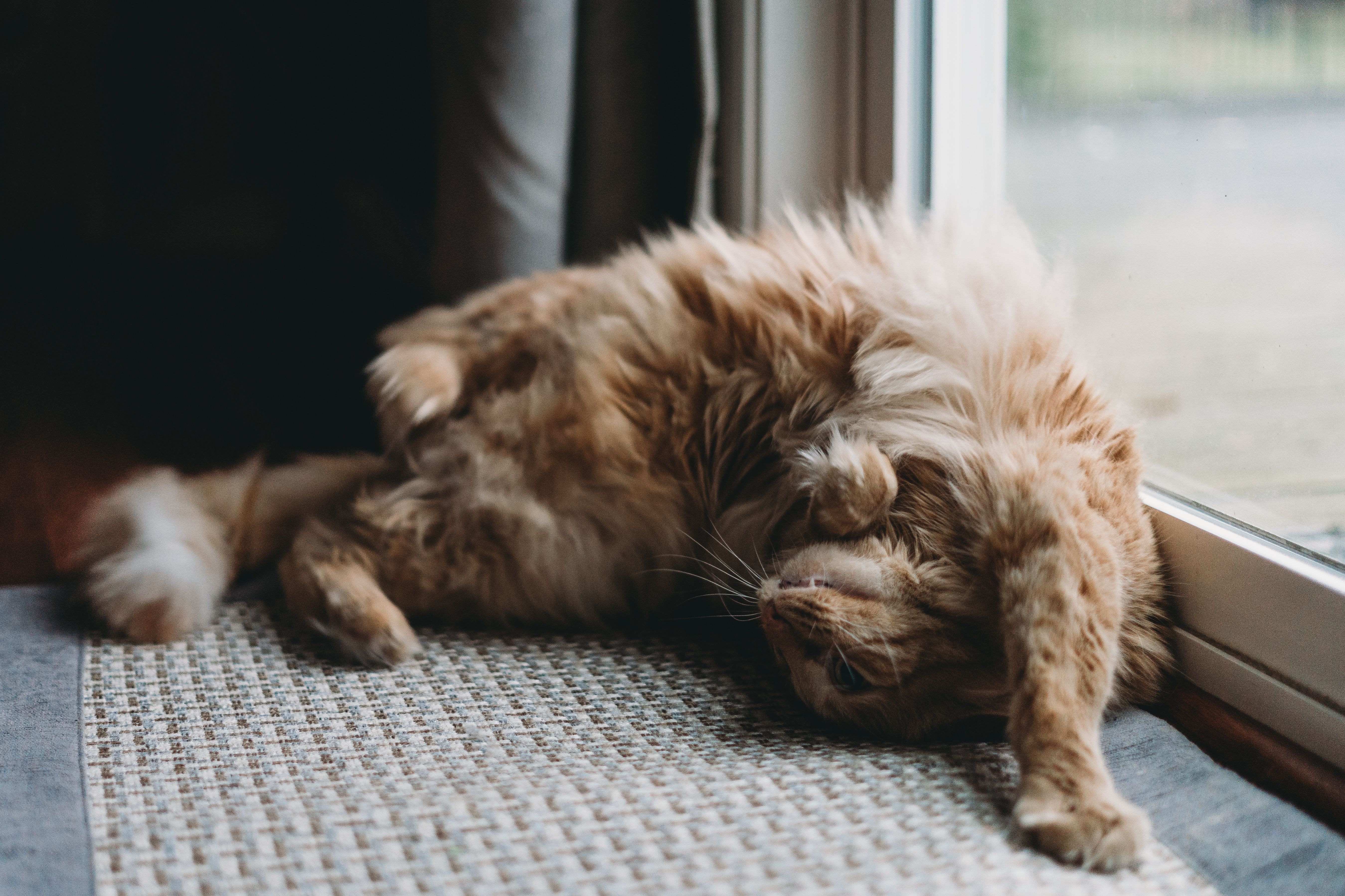 Woman Hugging Ginger Cat · Free Stock Photo