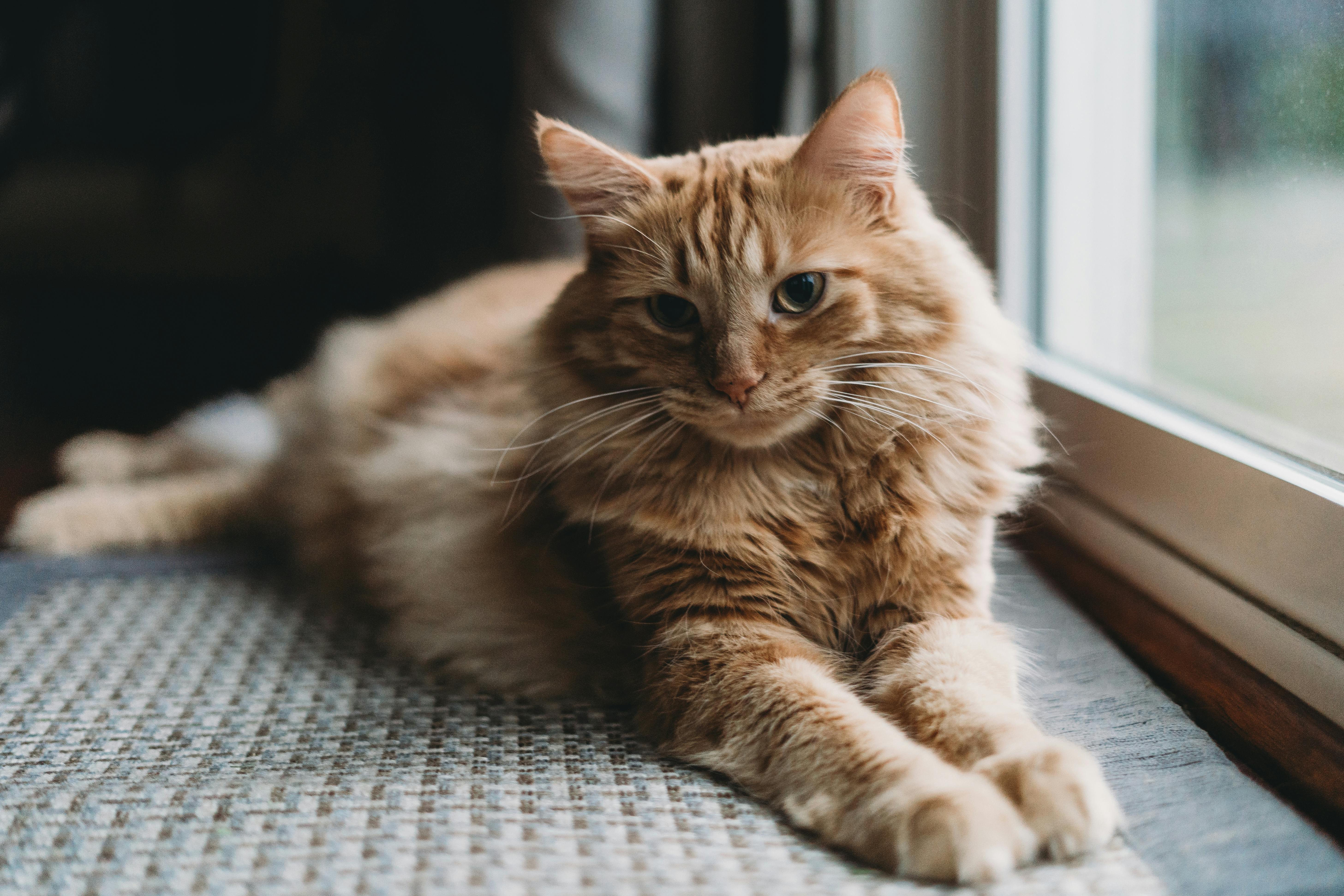Funny Ginger Cat Lying on Windowsill · Free Stock Photo