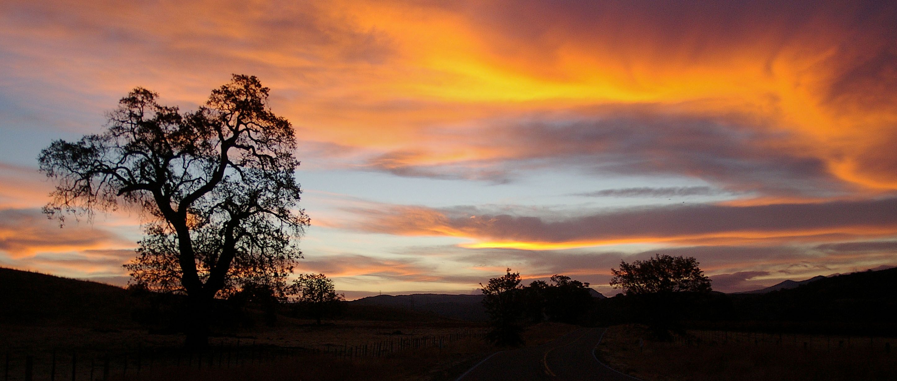 Silhouette Photography of Tree during Sunset · Free Stock Photo
