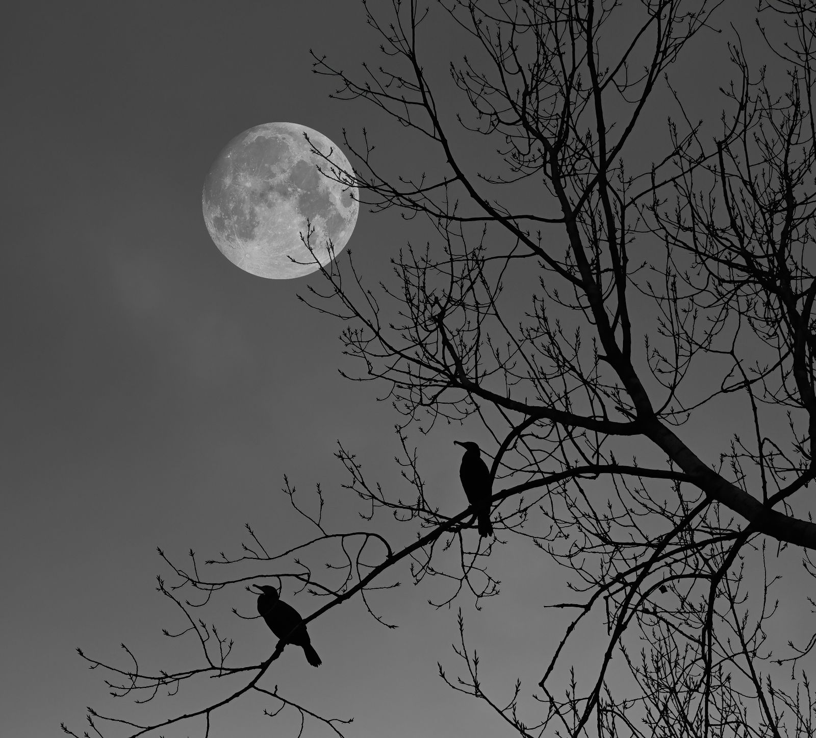 Night Birds Photos, Download The BEST Free Night Birds Stock Photos ...