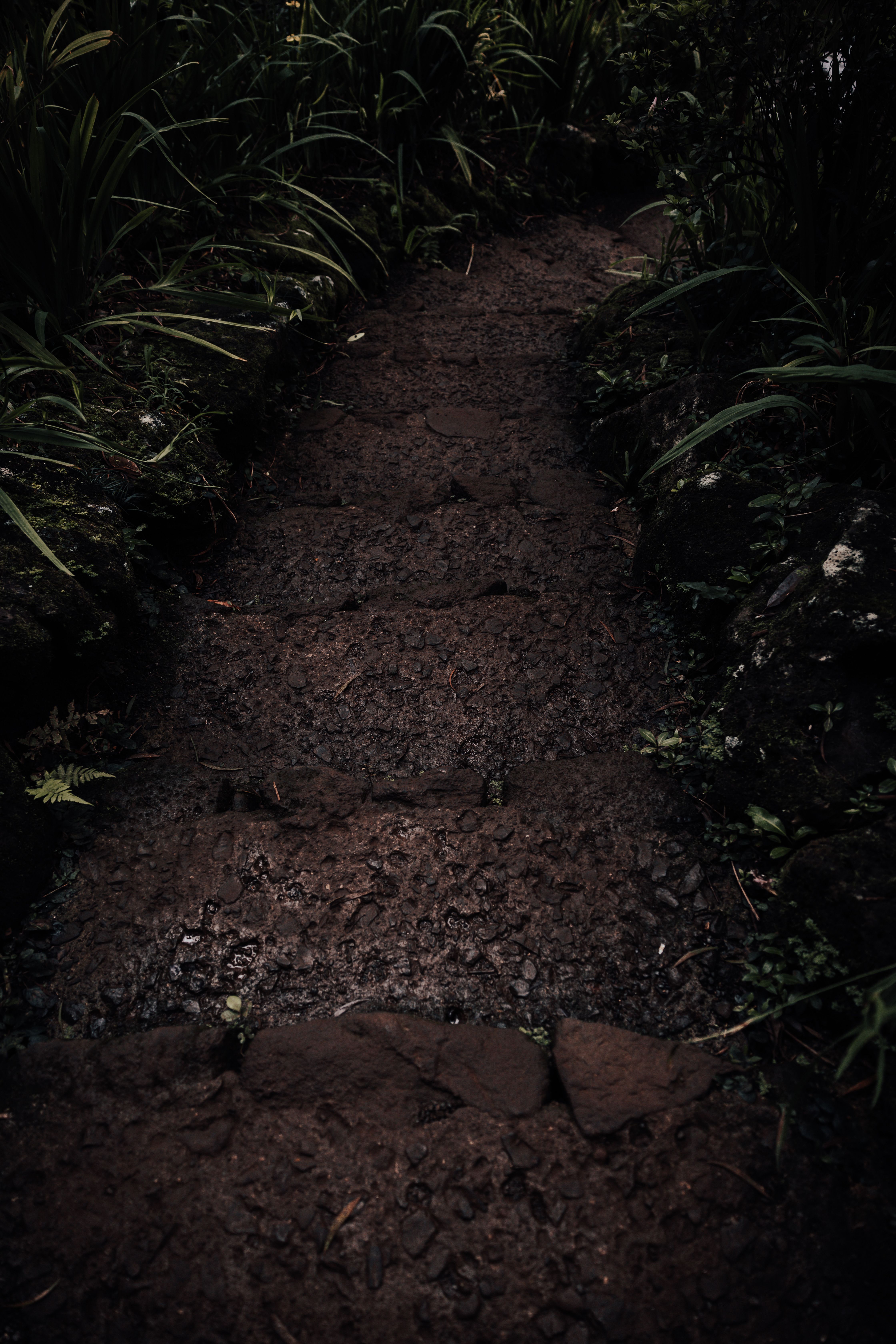 Close-up of a Dark Footpath in a Botanical Garden · Free Stock Photo
